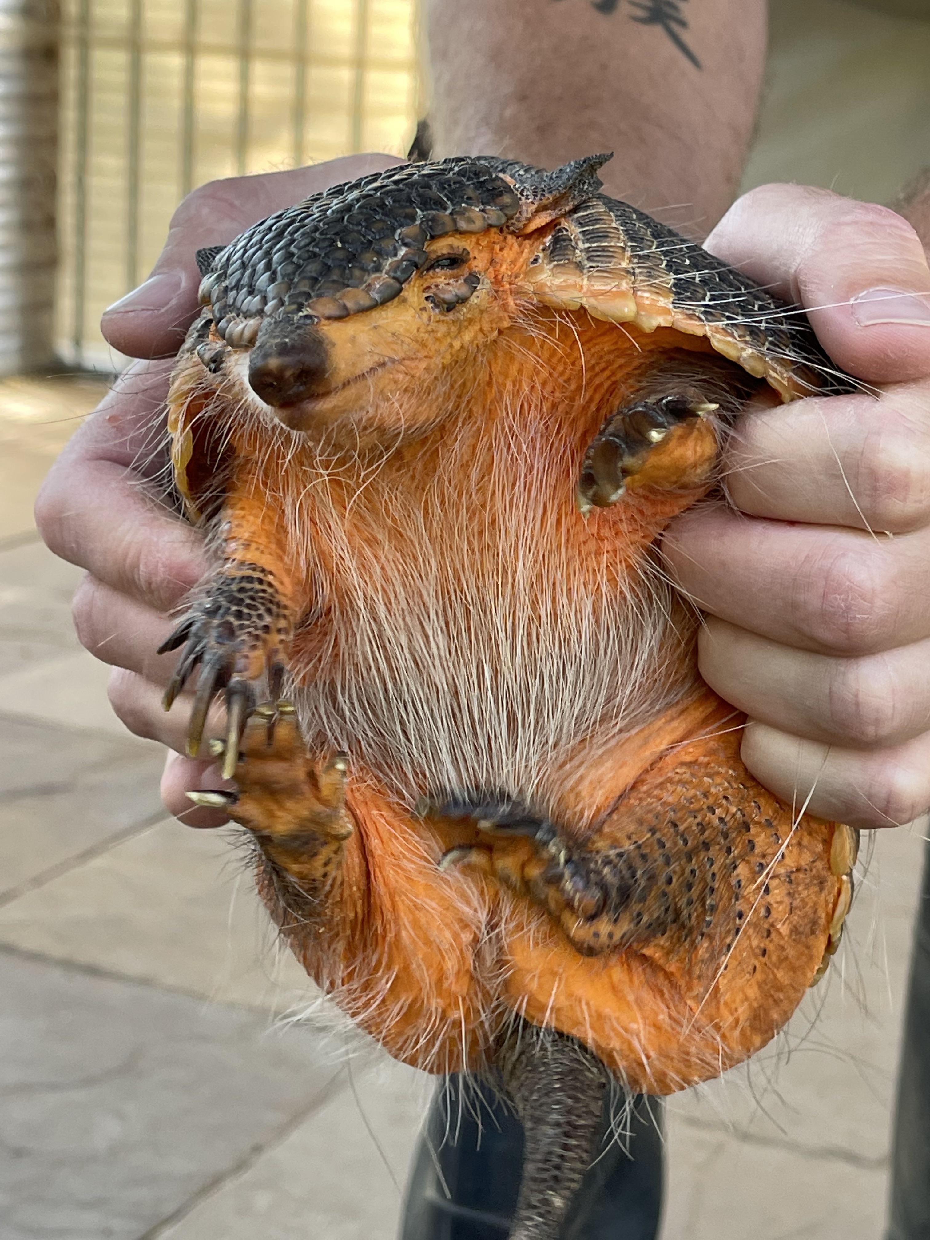 I’m obsessed with this armadillo! His belly was SO soft! | Scrolller