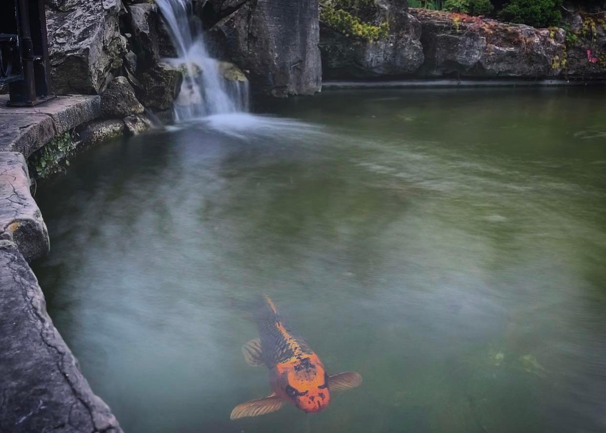 I met real life Magikarp | Scrolller