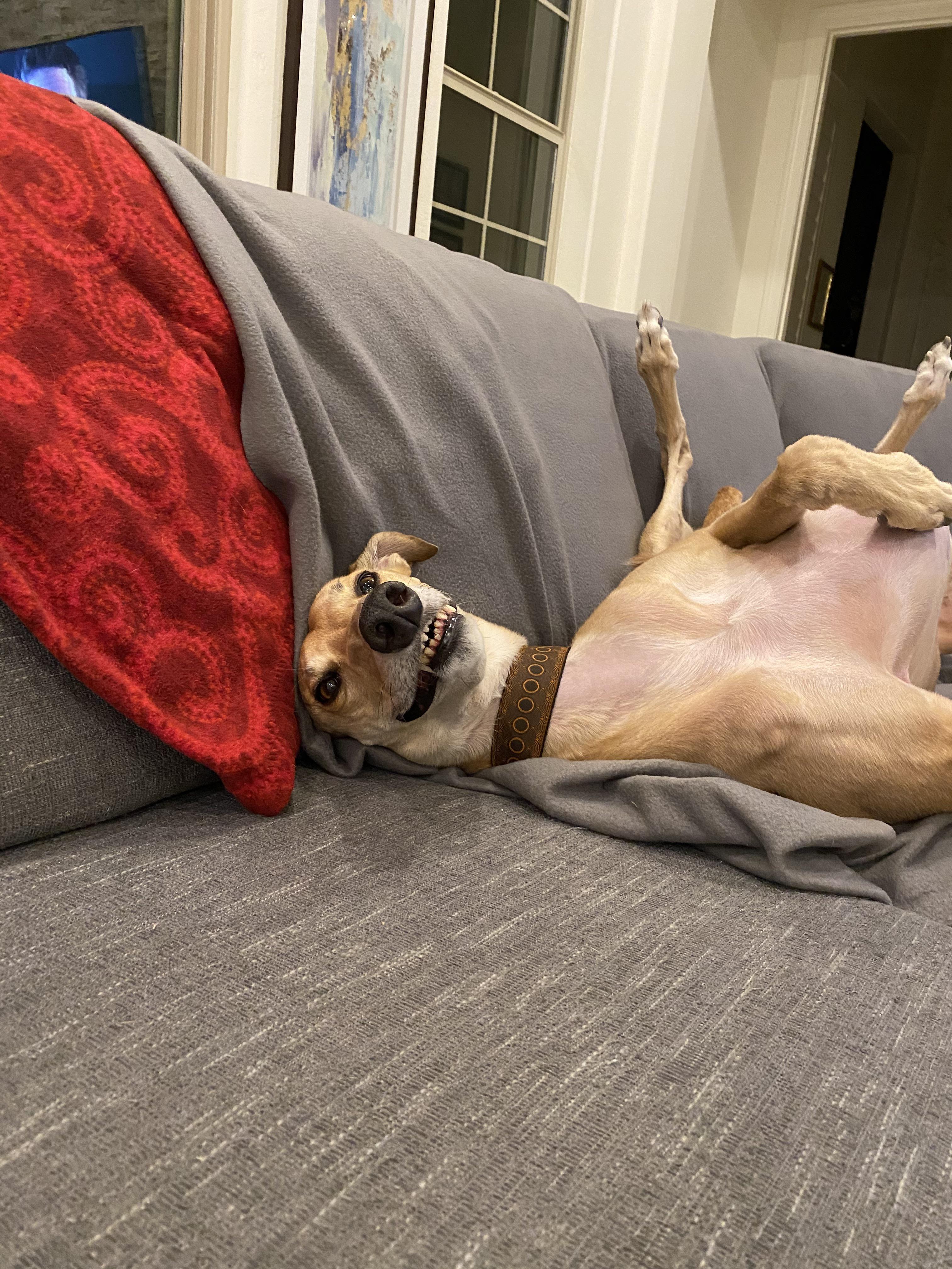 I miss my derpy smiley boy so much | Scrolller