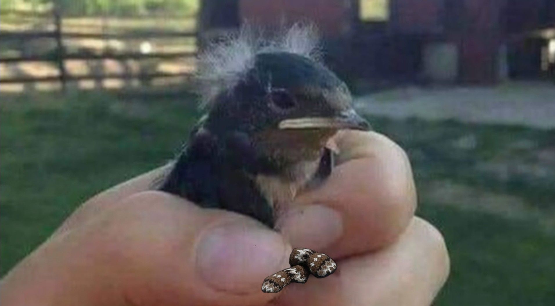 I present... | Scrolller