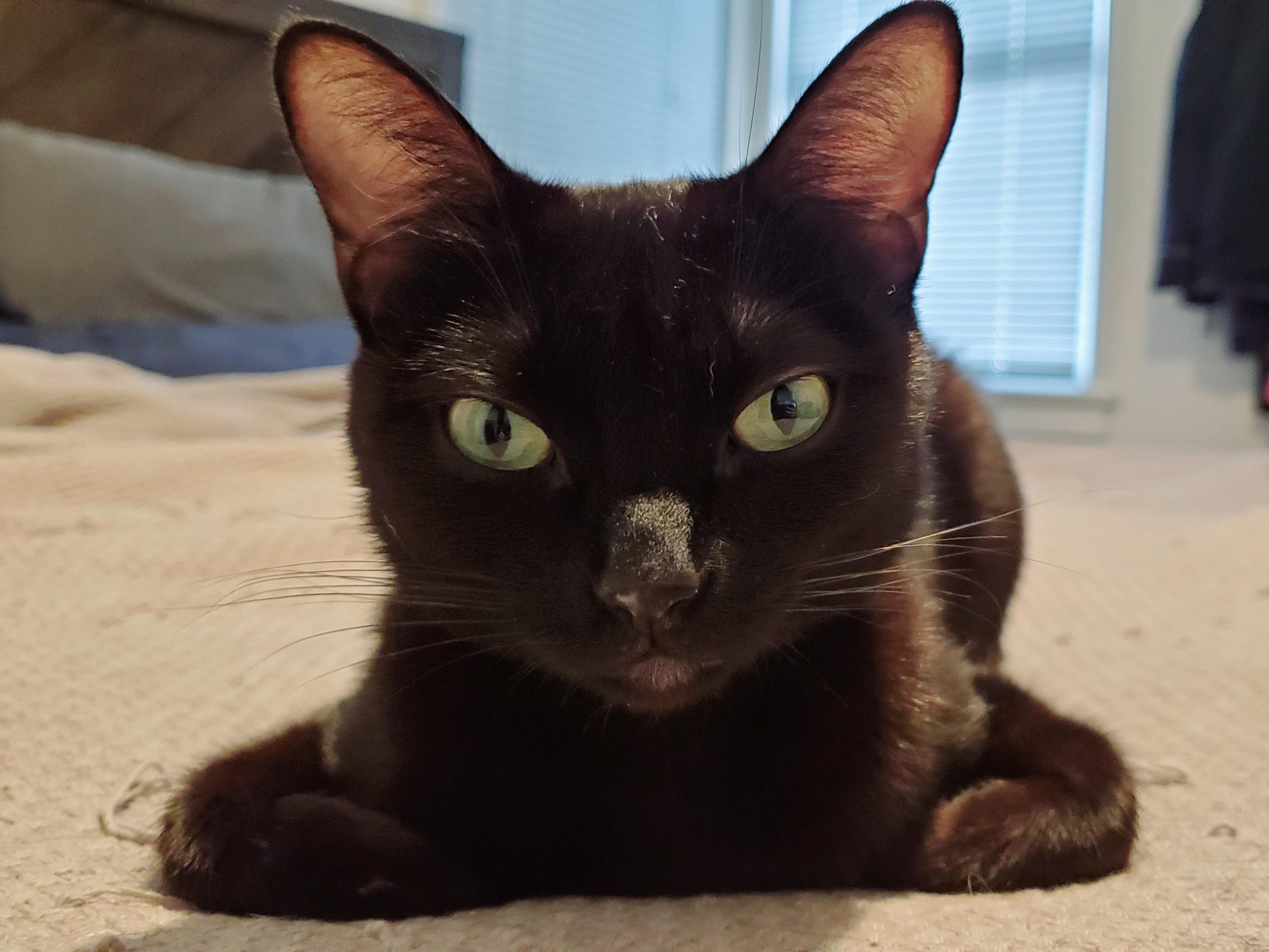 I recently adopted my first void and this is her preferred way to loaf | Scrolller