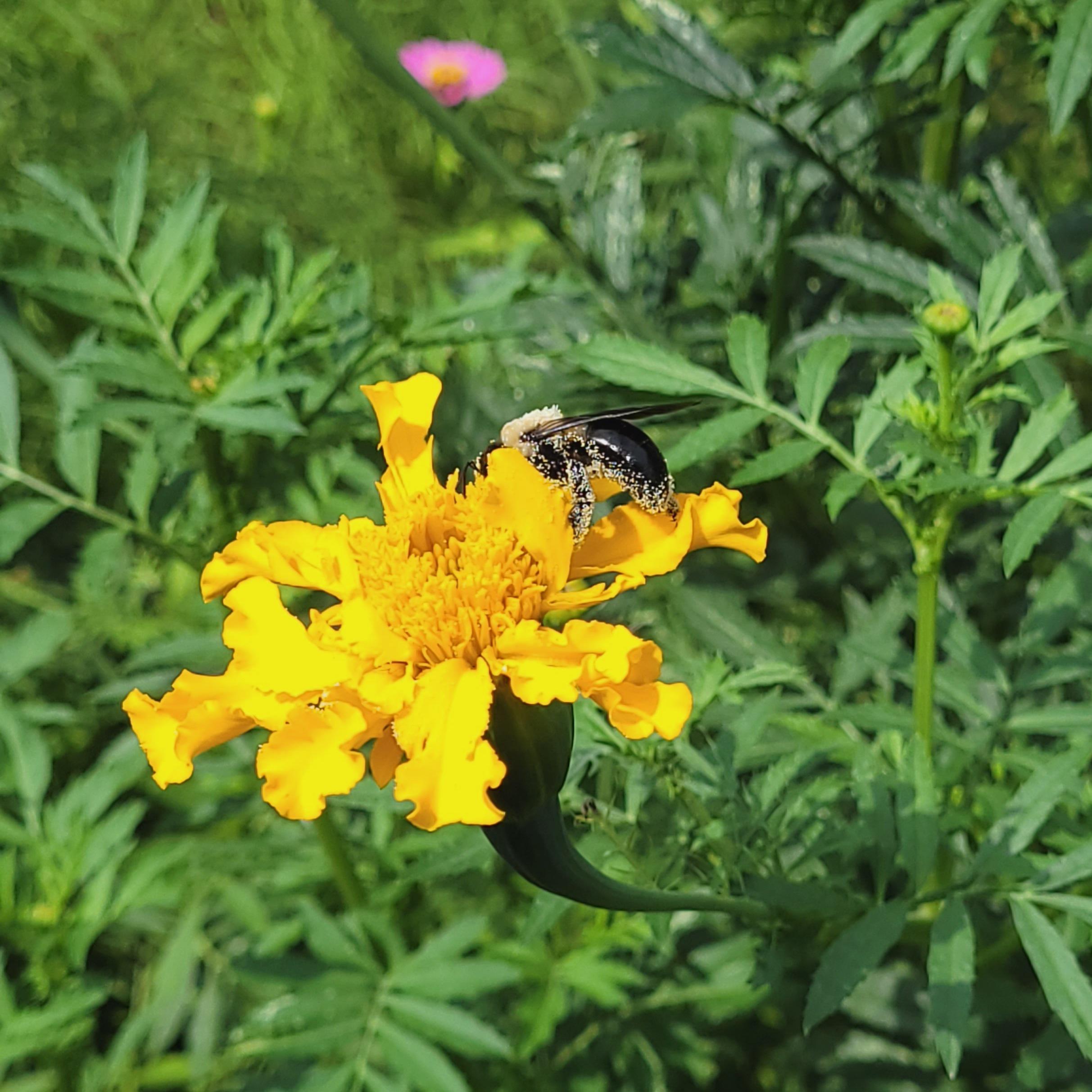 I spy a sparkly bumble bee butt on my giant yellow marigold | Scrolller
