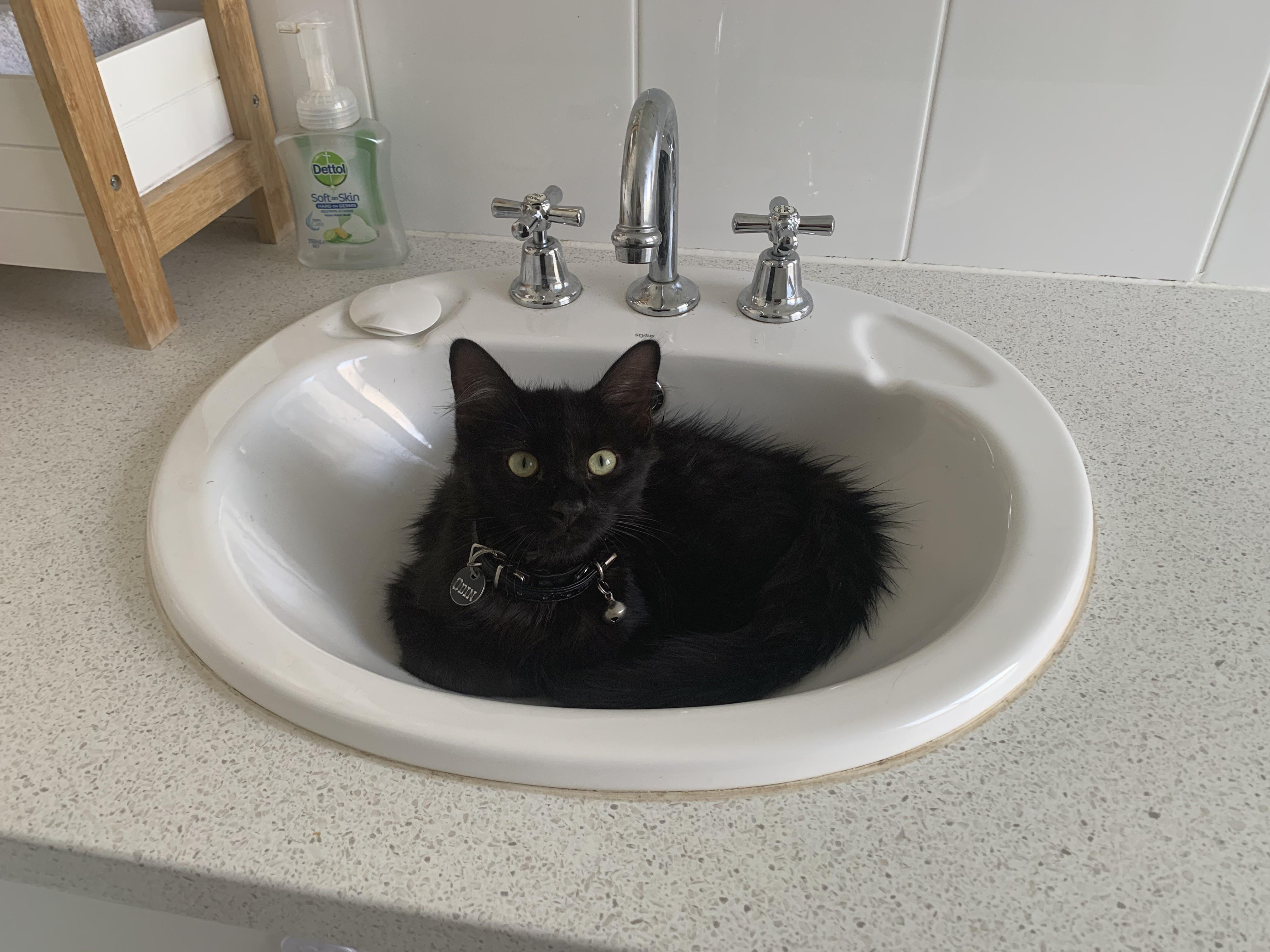 I think it’s time I cleaned the bathroom sink. It seems to have some black fluff growing around ...
