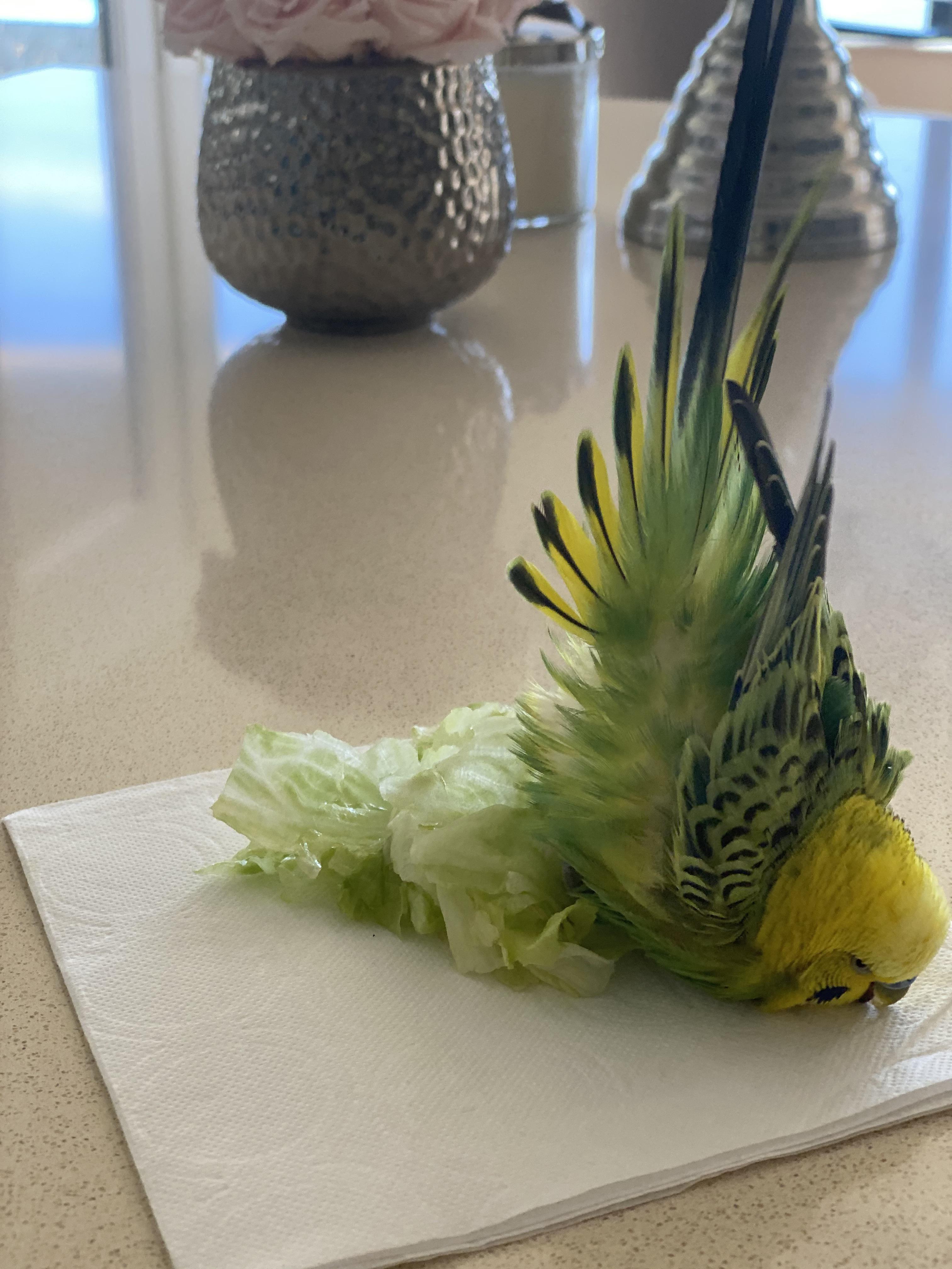 I think my birb malfunctioned | Scrolller