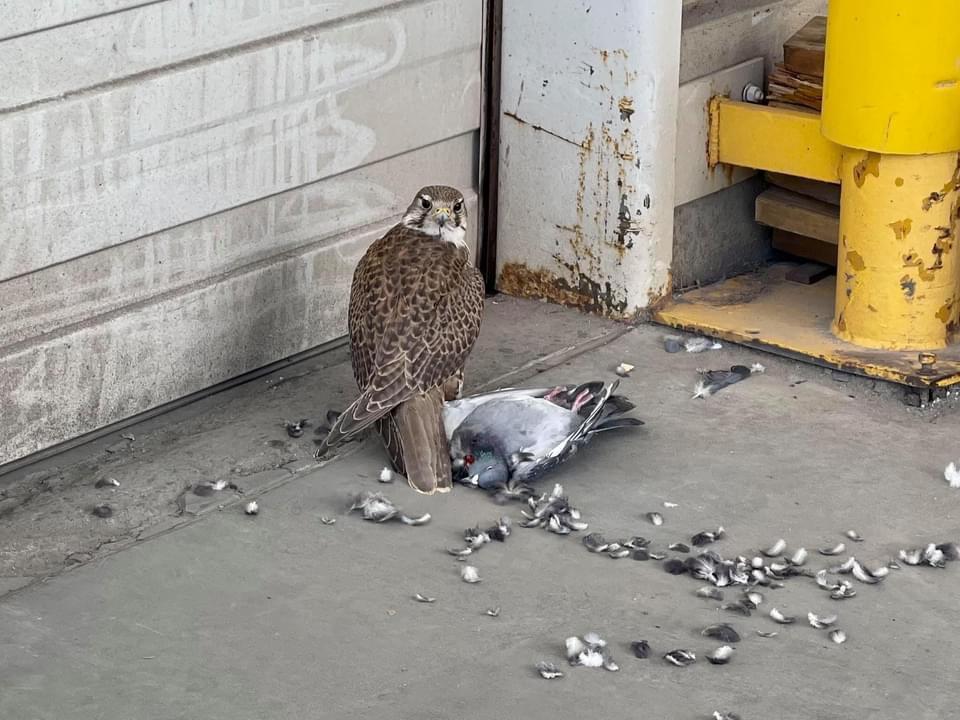 I think the falcon won. | Scrolller