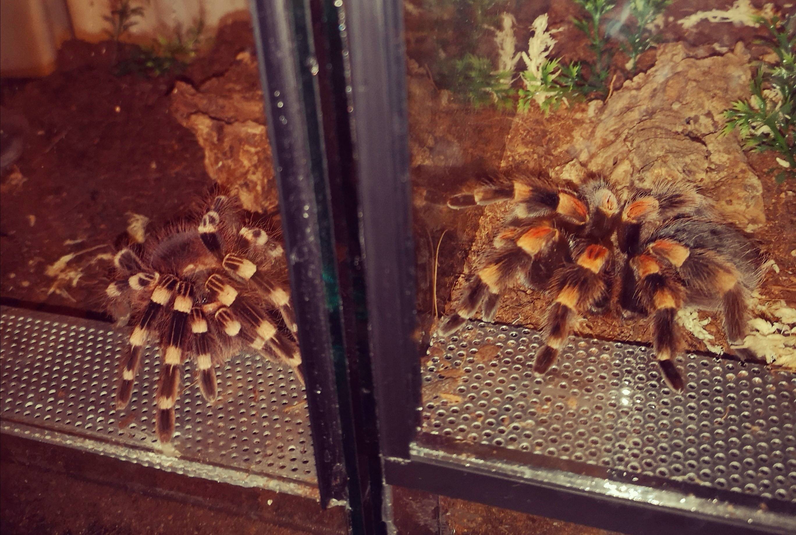 I think they're plotting something! | Scrolller