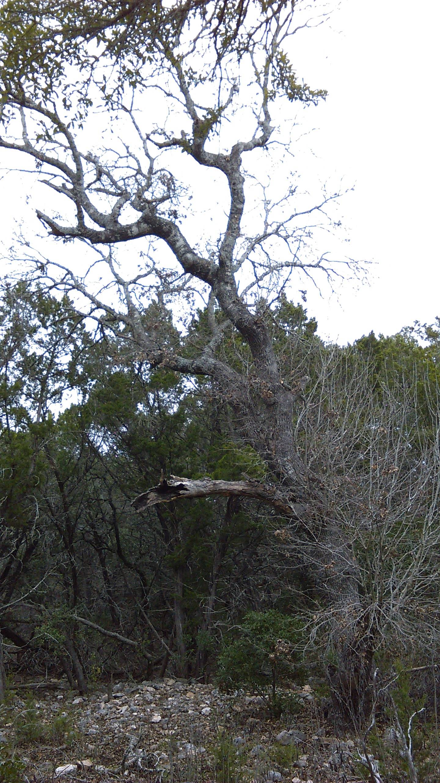 I thought this subreddit was actually about trees at first... But just for fun here's a Texas ...