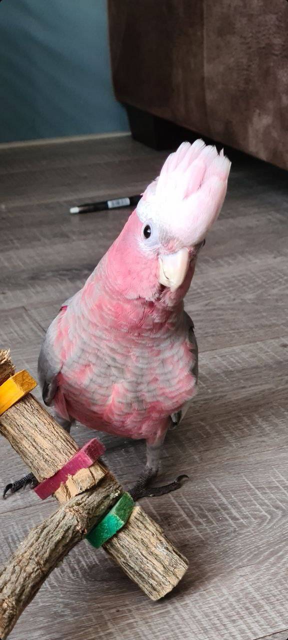 I turned 13 weeks old today! Happy bird | Scrolller