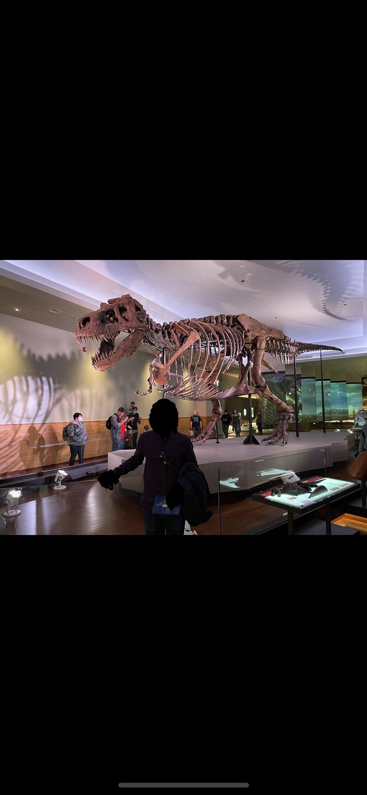 I visited Sue the most complete T. Rex ever discovered, 90% completed. The head is a replica ...