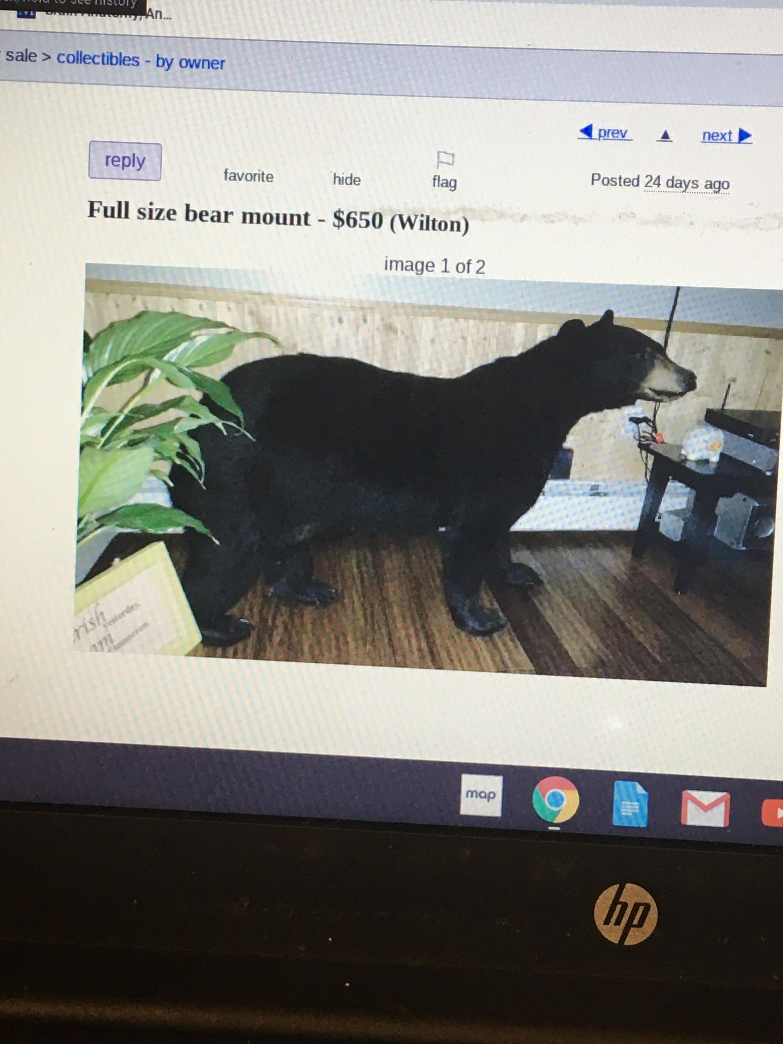 I want the bear | Scrolller