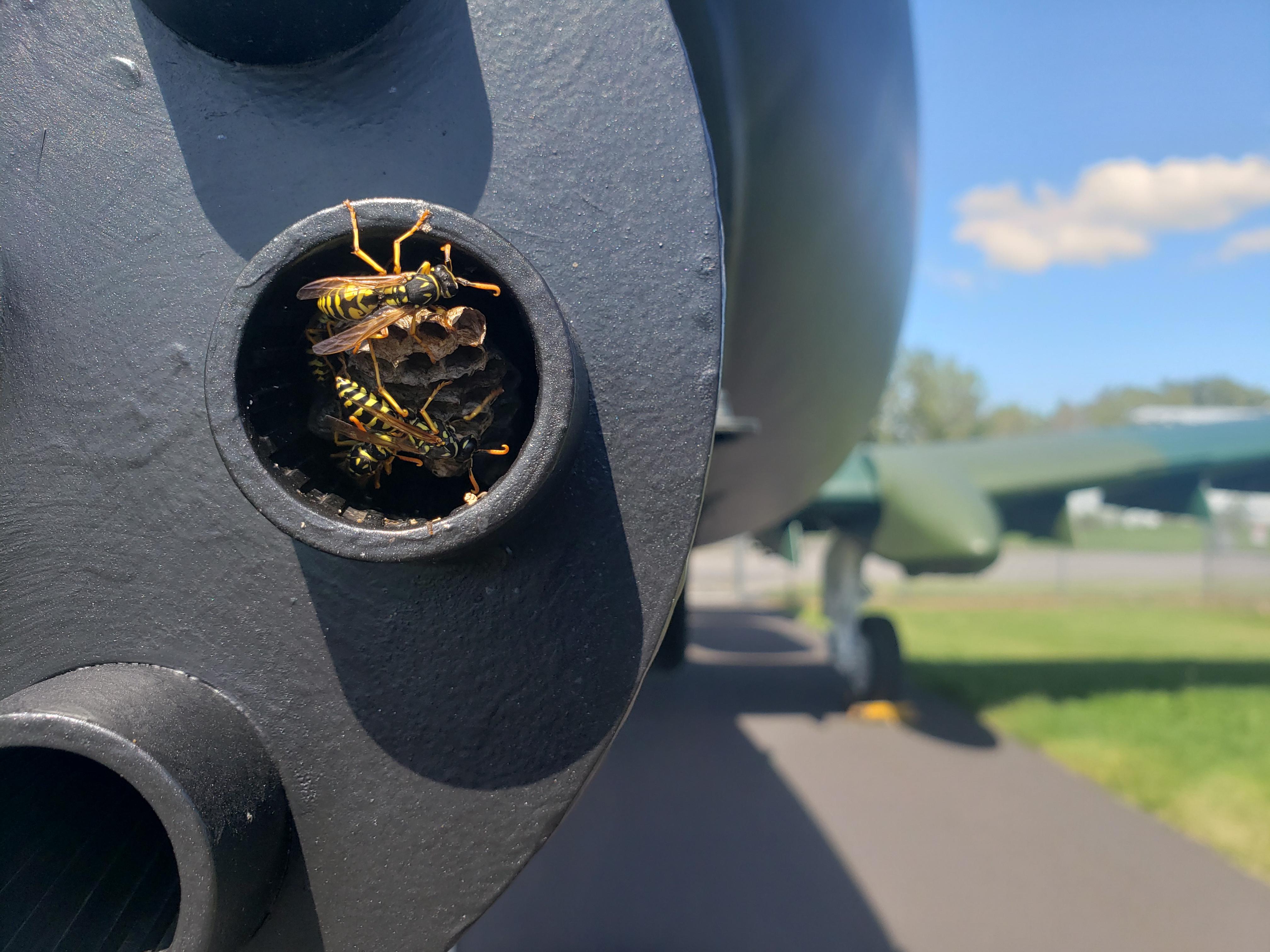 Wasp nest inside of the 30cal of a A10 Warthog. | Scrolller