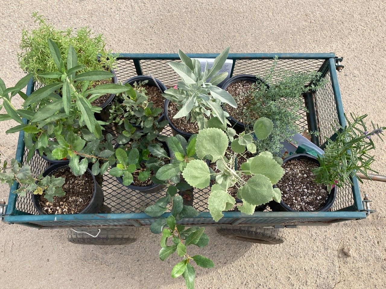 I went to my first native California nursery! Hahamonga in Pasadena. Here's my haul. | Scrolller