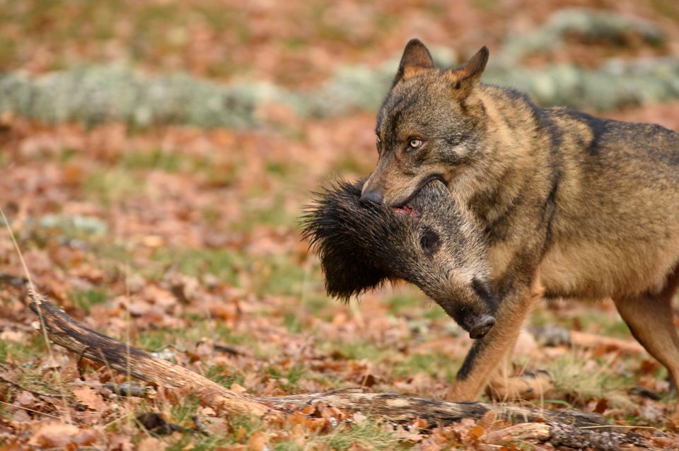 Iberian Wolf carrying a Wild Boar's head | Scrolller