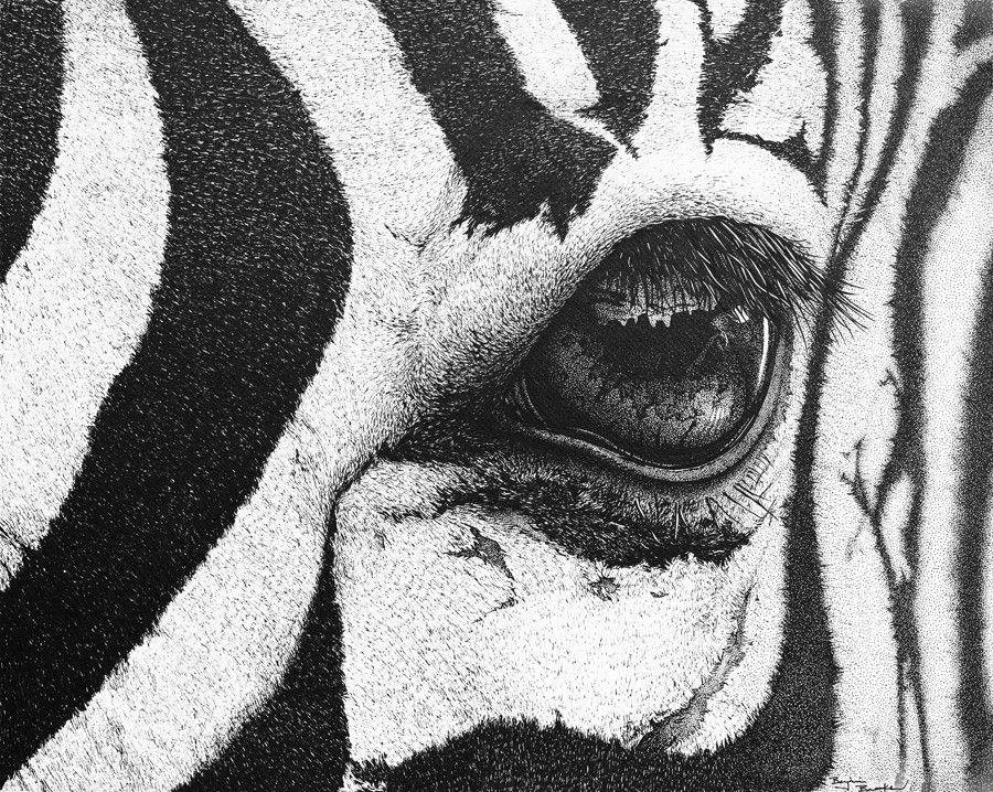 IDAP of a zebra's eye | Scrolller