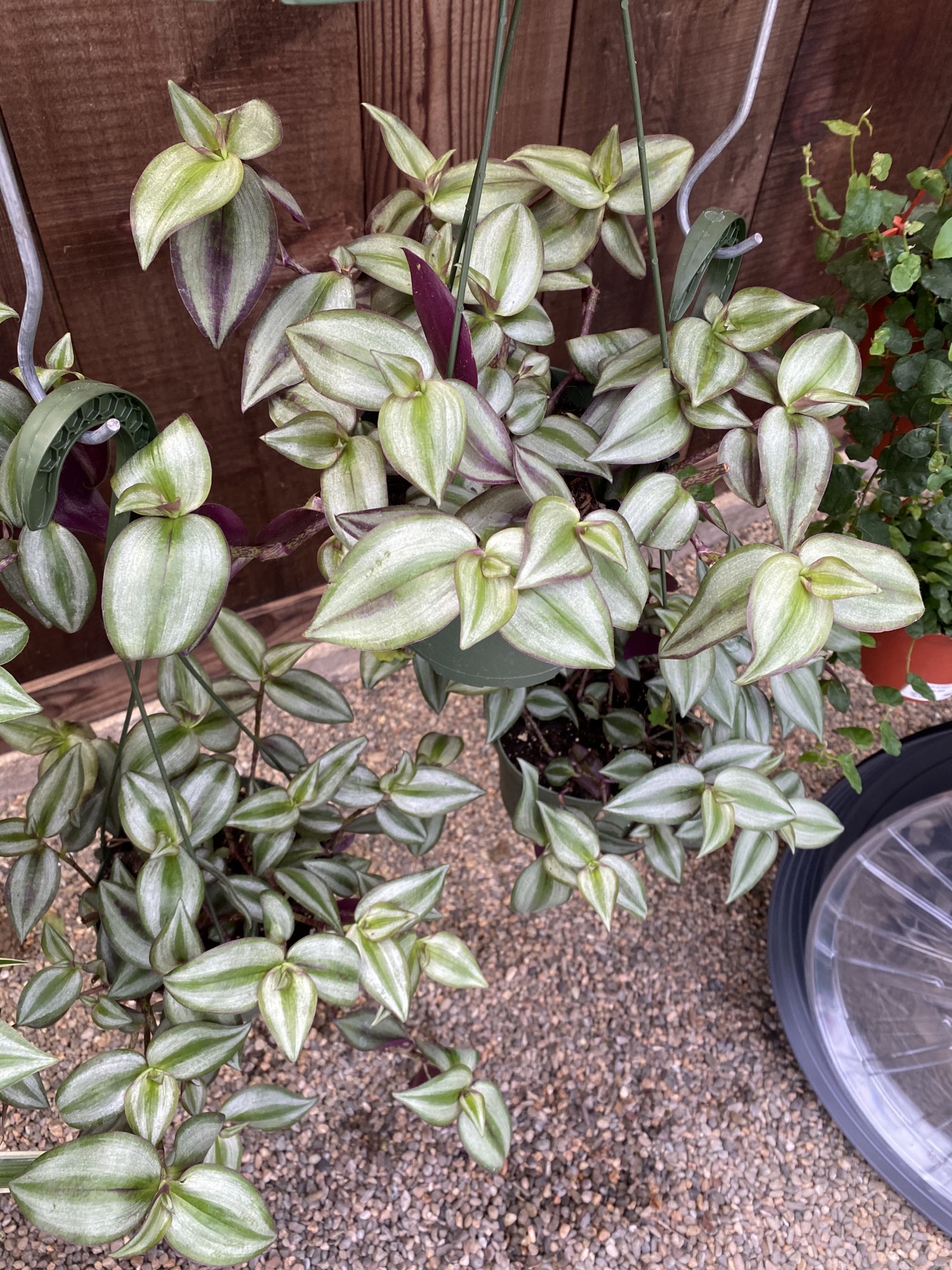 Identification of plant/toxicity to cats? | Scrolller