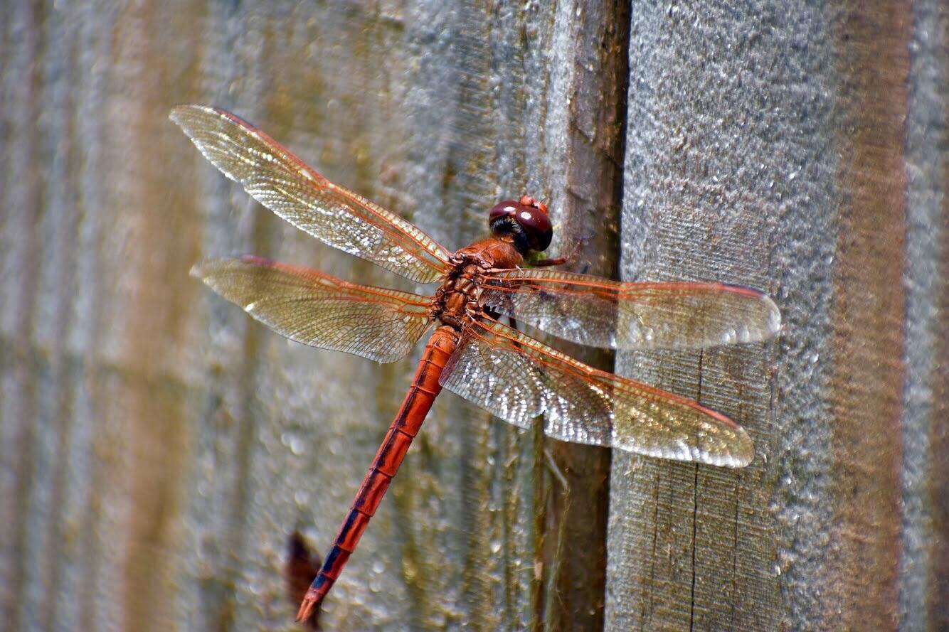 Identify this one please. | Scrolller