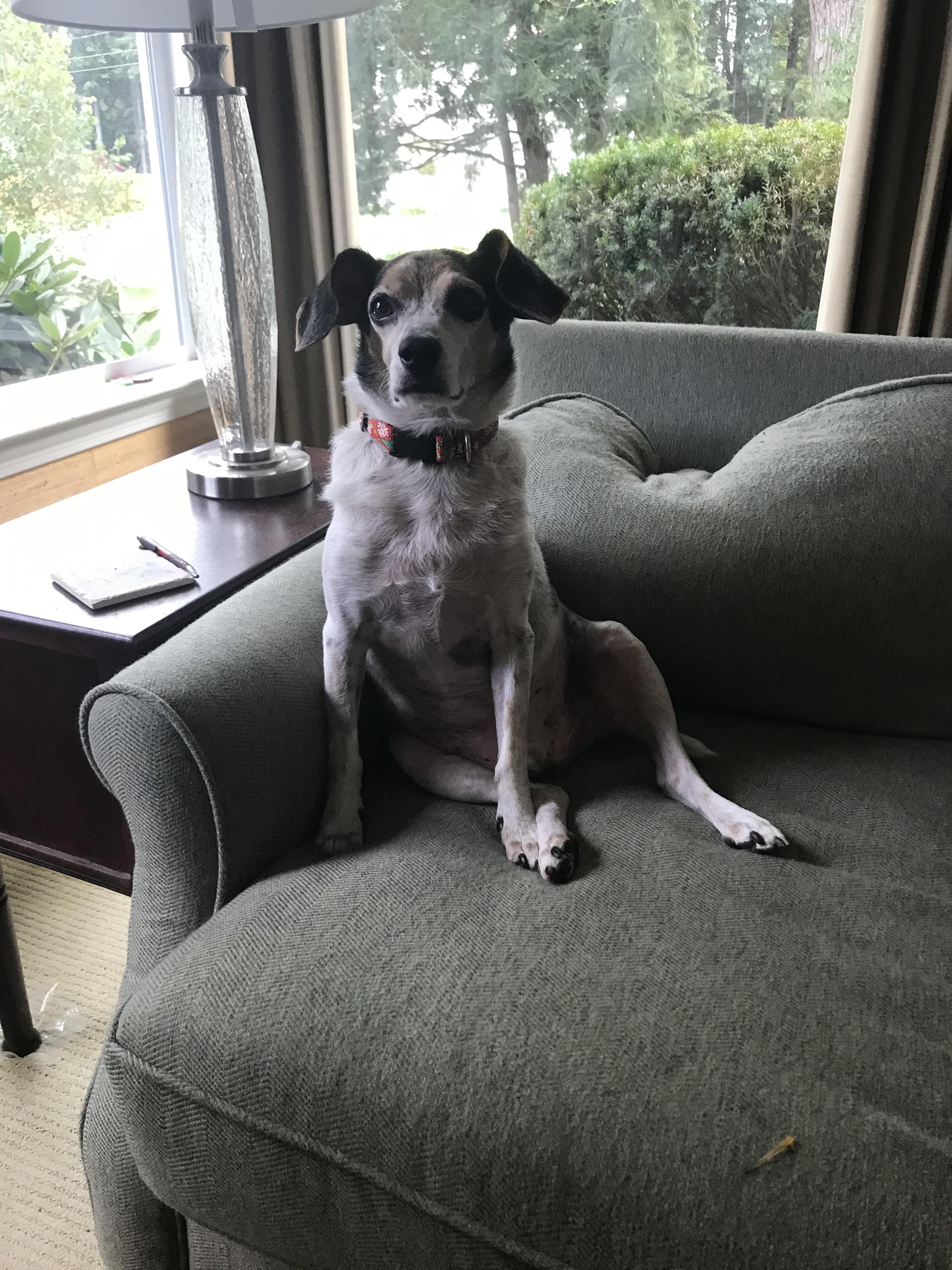 idrk what to post here my dog | Scrolller