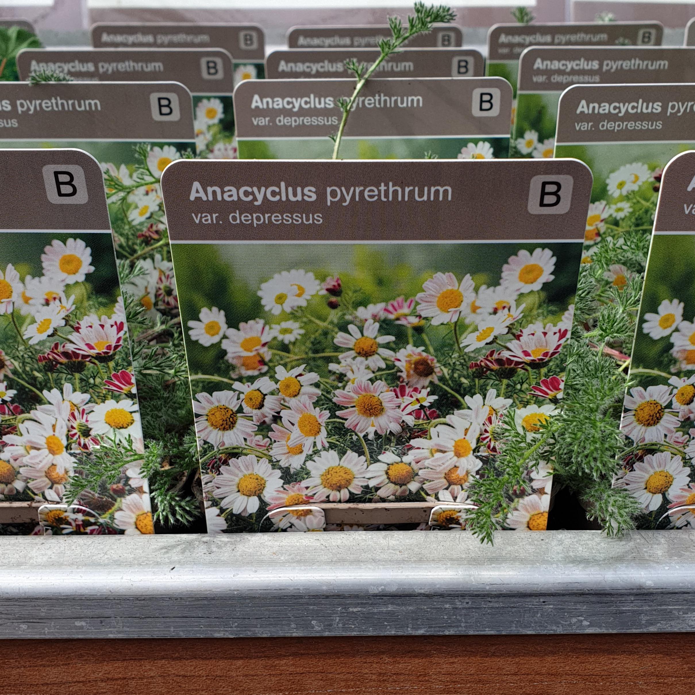 ik 🌿 ihe | Scrolller