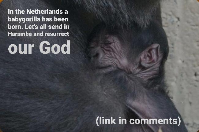 Return to Monke | Scrolller