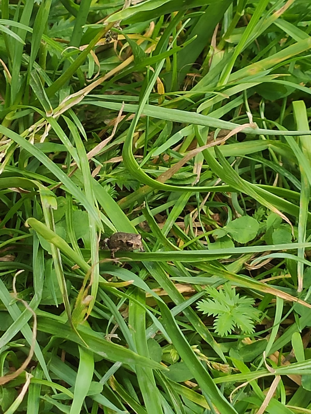 illegally smol frog | Scrolller