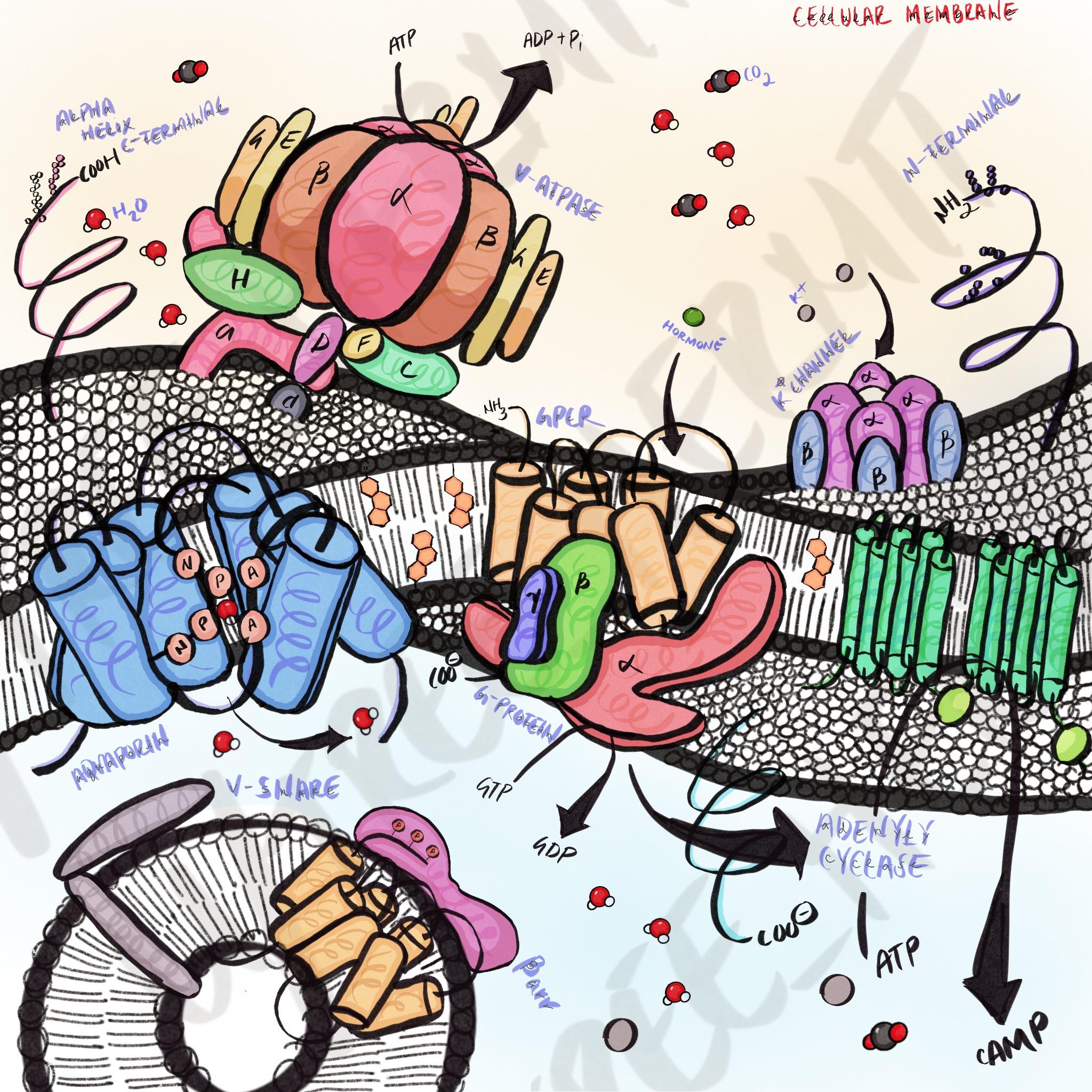 Illustration of the chemistry of a cellular membrane | Scrolller