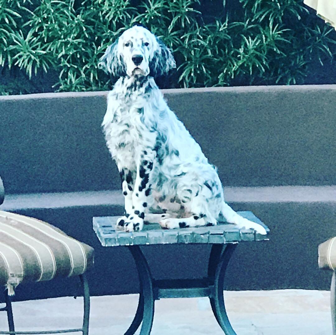 I'm a statue! Caught Chester in this pose | Scrolller