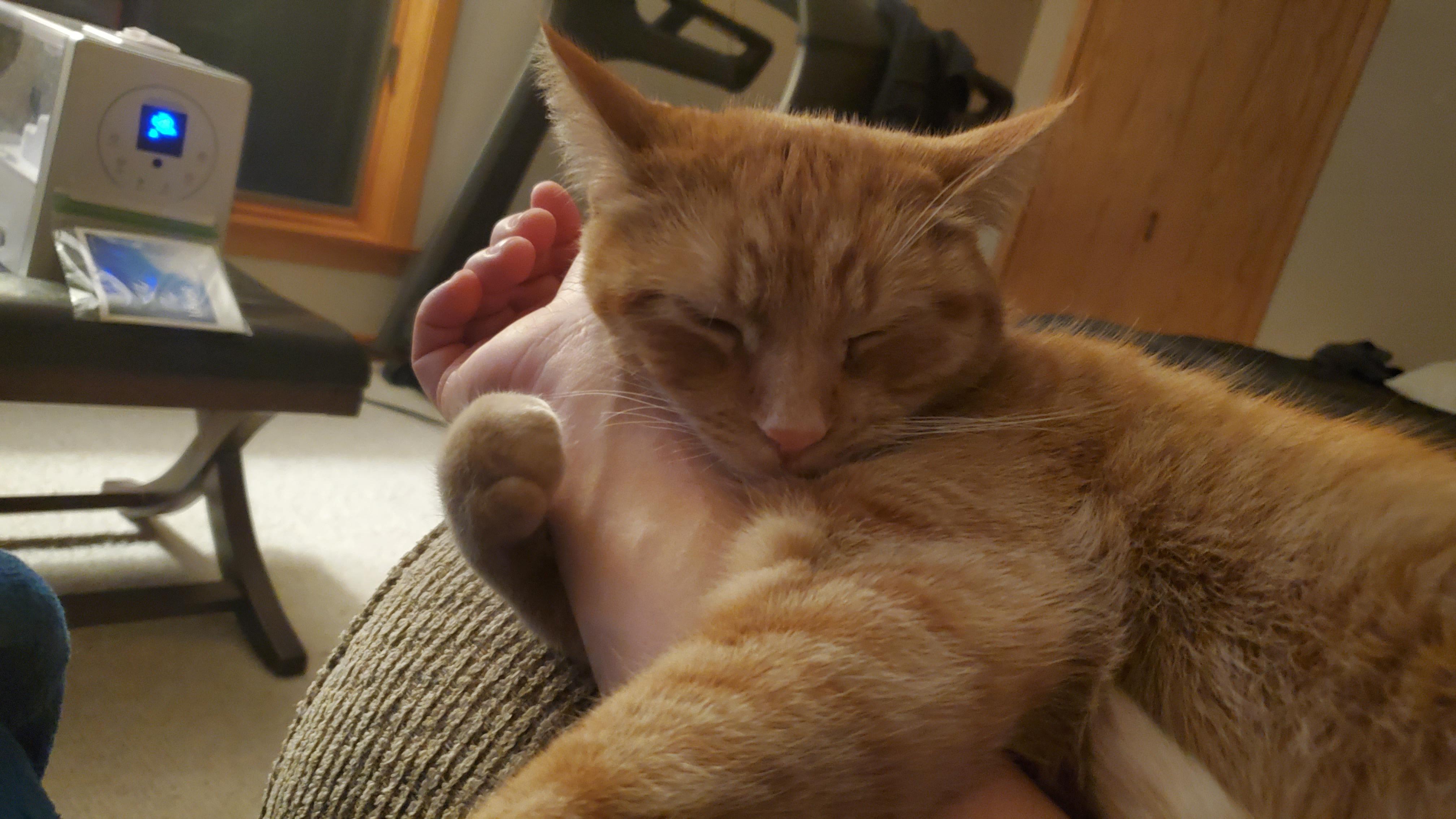 I'm allergic to cats. | Scrolller