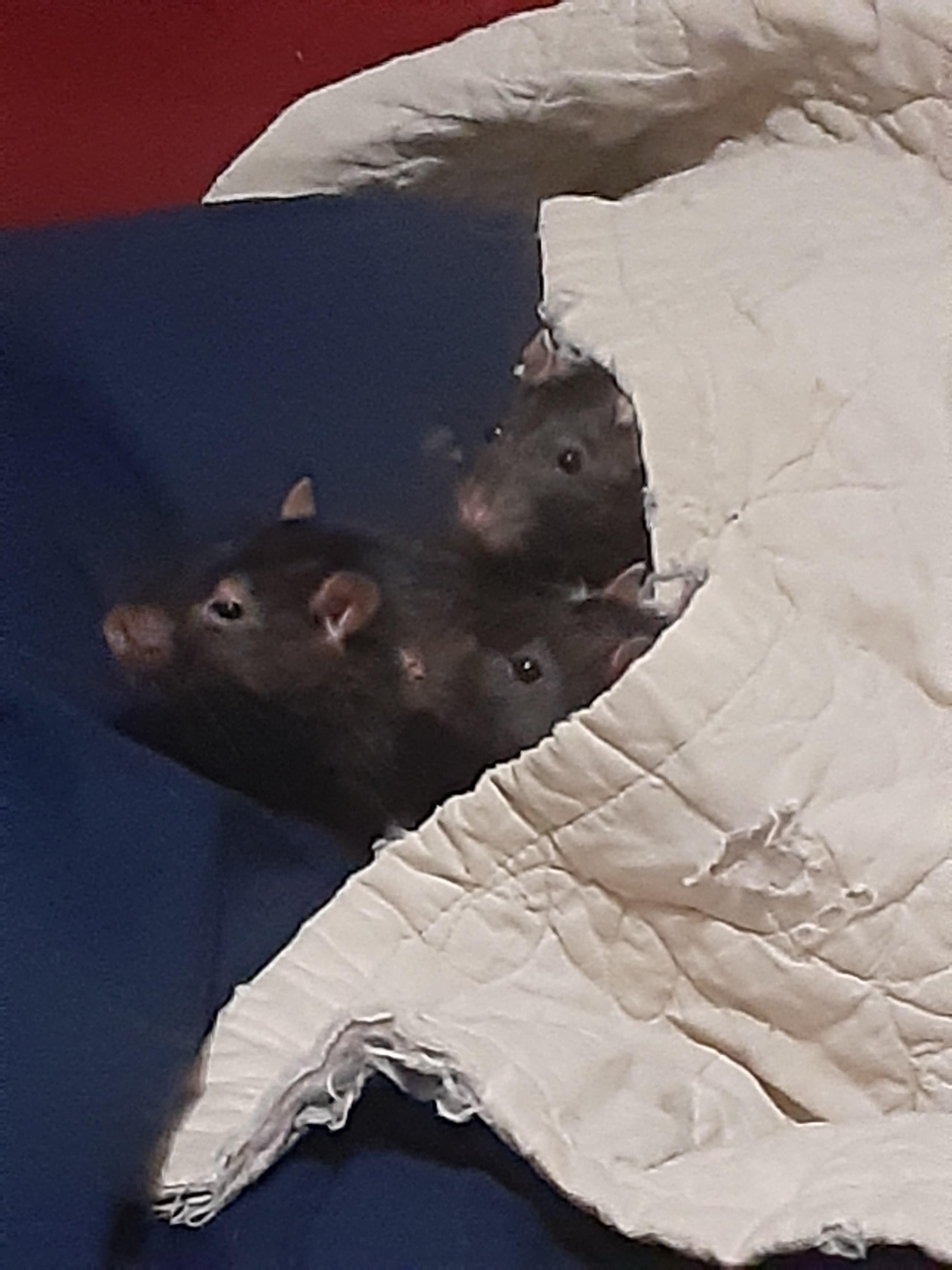 Imagine for a moment that rats were the size of a cat with the same lifespan. How would that ...