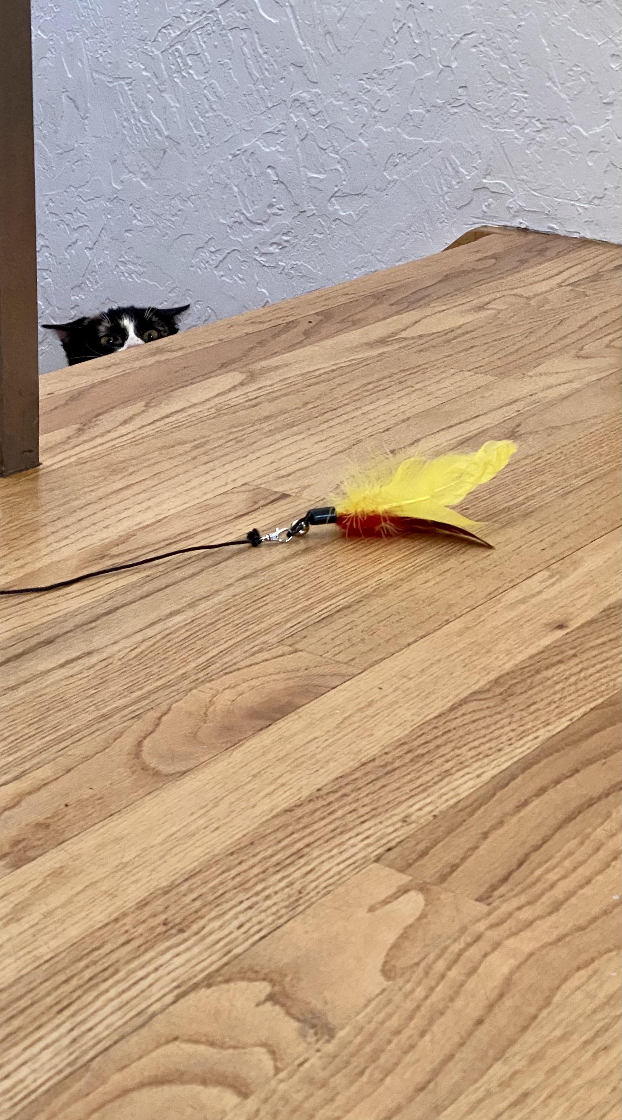 Imminent attack! | Scrolller