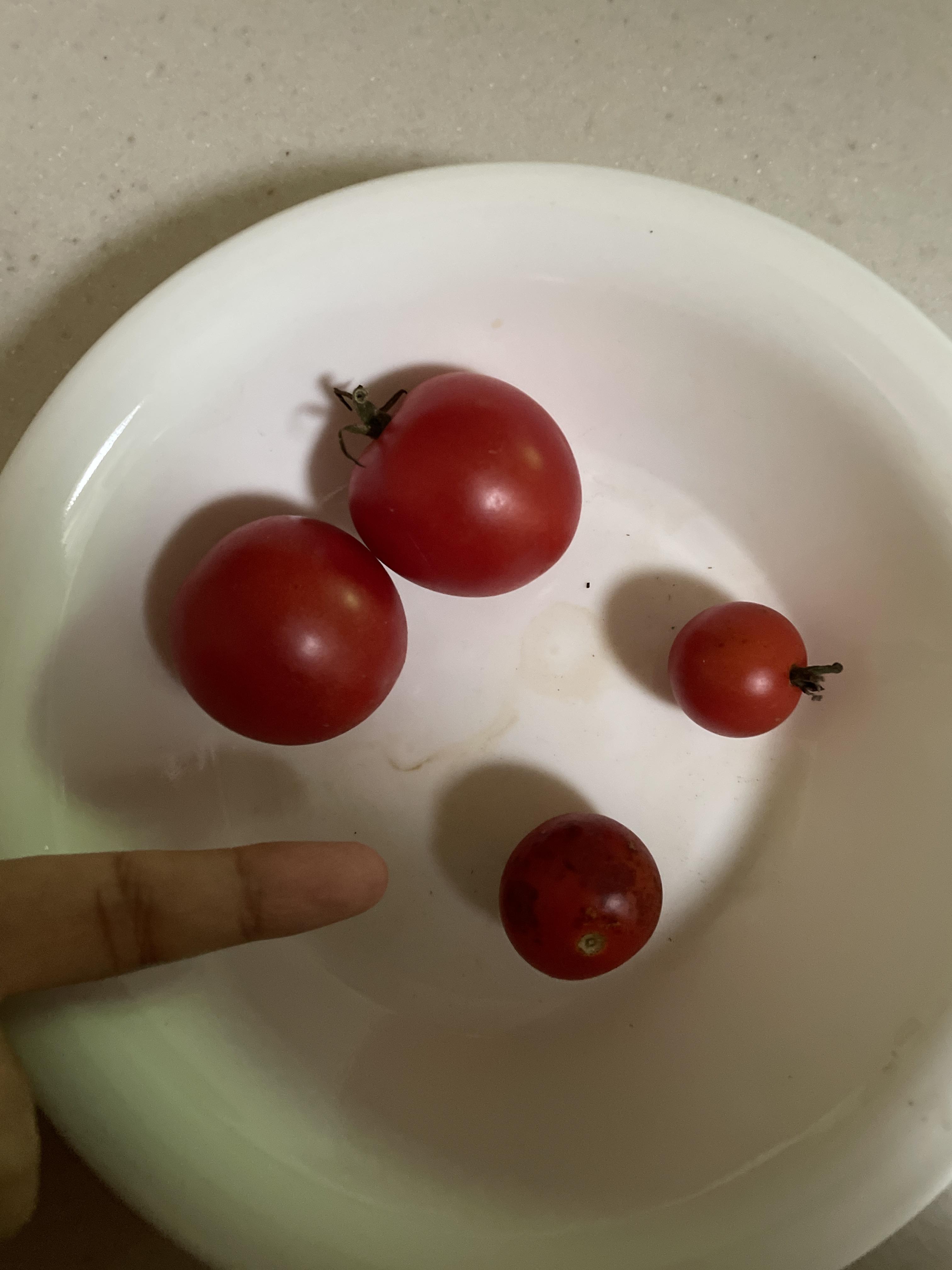 In response to mini tomato - Behold big boi cherry tomatoes | Scrolller
