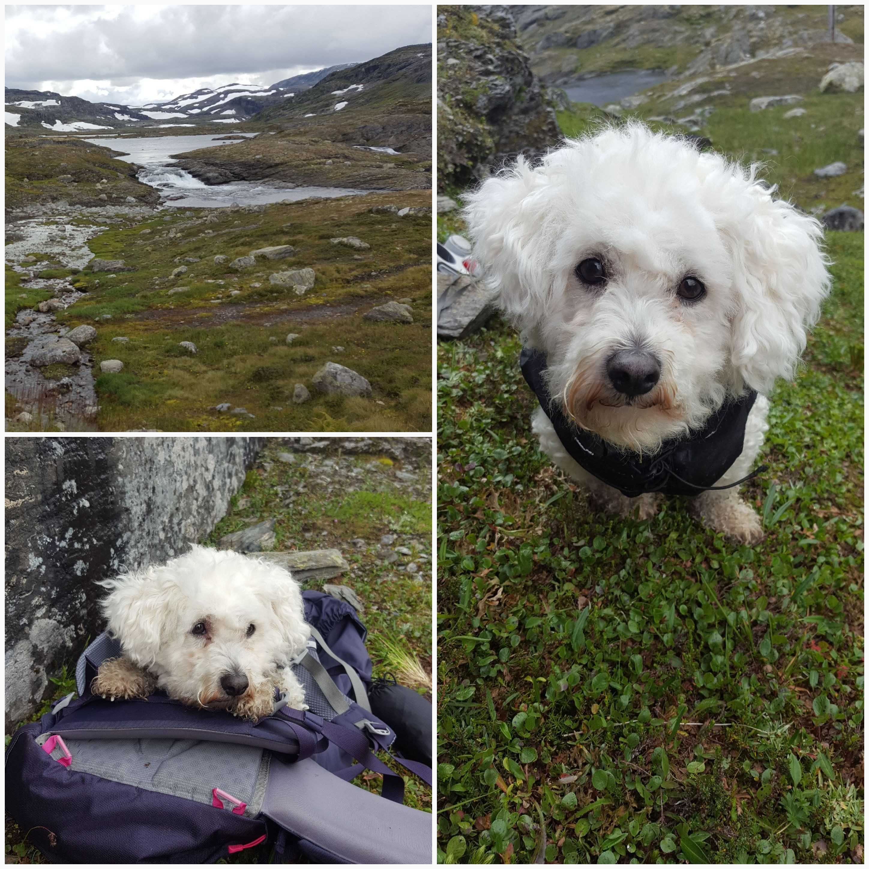 In the Norwegian mountain | Scrolller