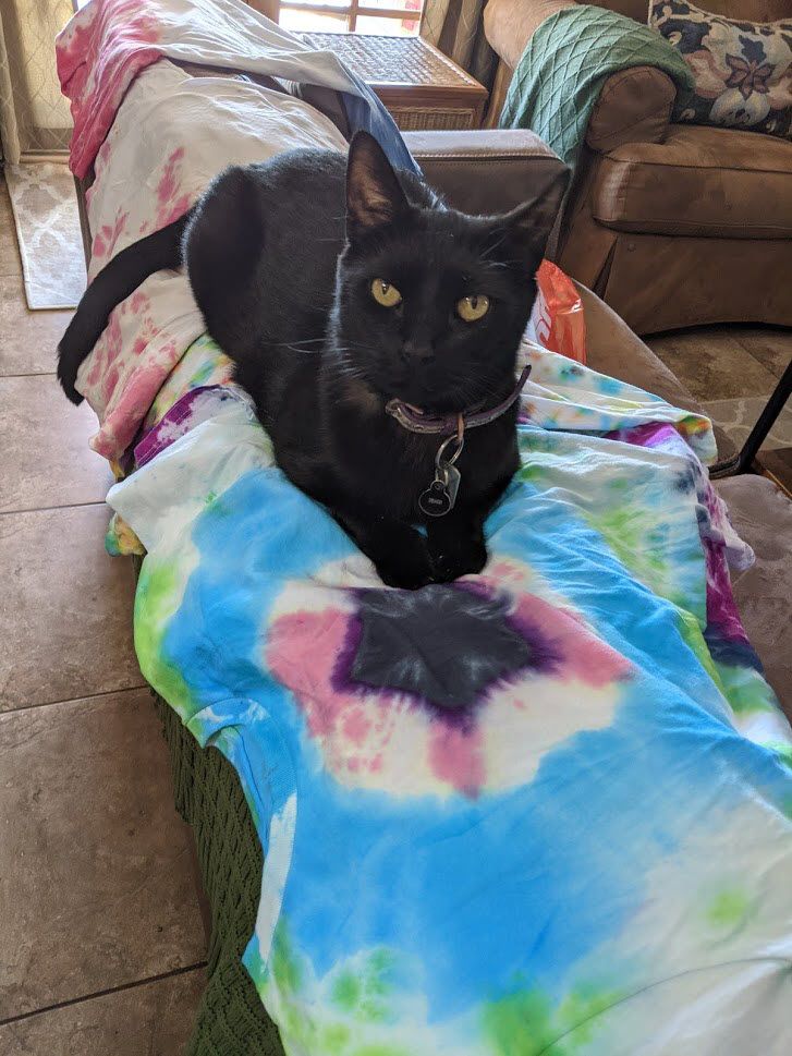 Inadvertently caught this handsome boy with a fresh batch of tie-dye! | Scrolller