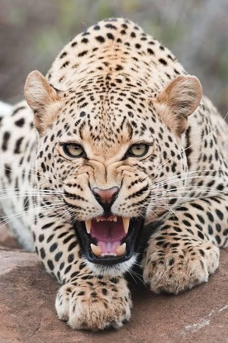 🔥 Incredible photo of a Leopard | Scrolller
