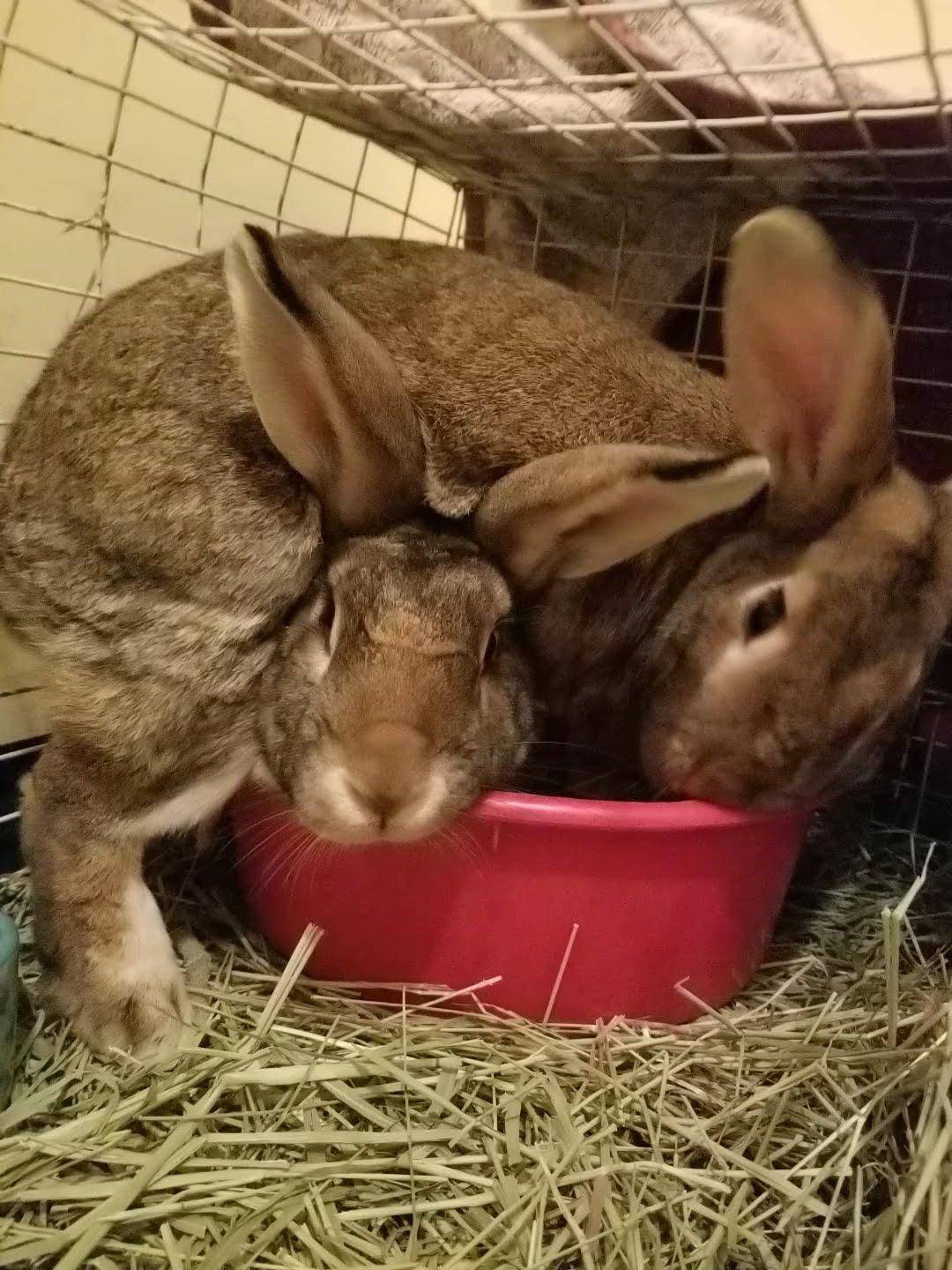 incredibly space efficient sisters (they sat like this for about a minute) | Scrolller