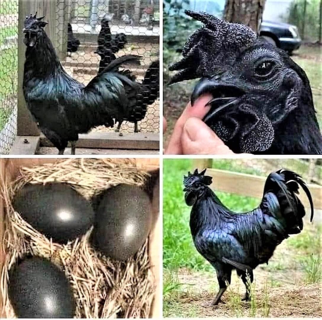 Indonesian Black Chicken. | Scrolller