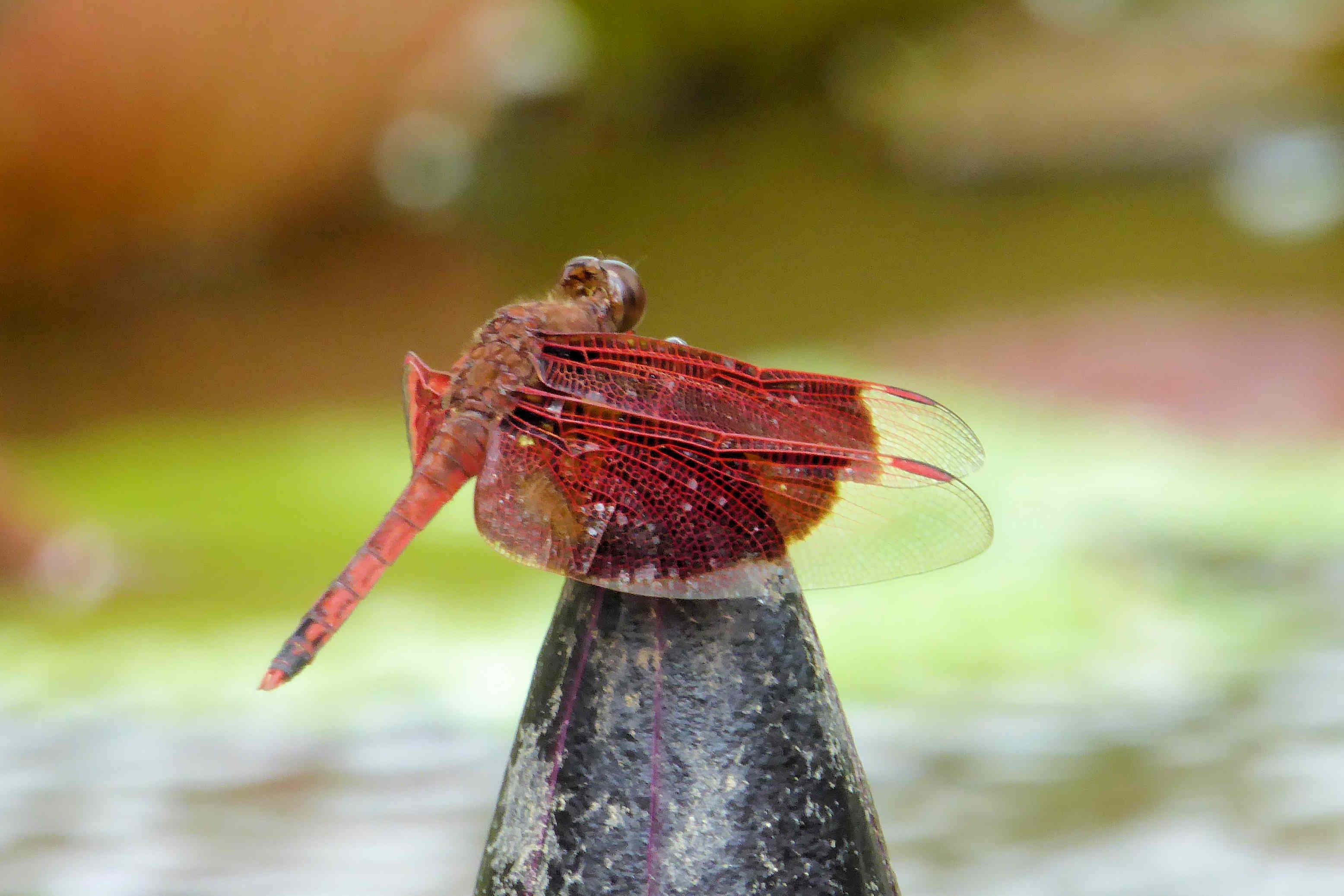 Indonesian Red winged Dragonfly | Scrolller