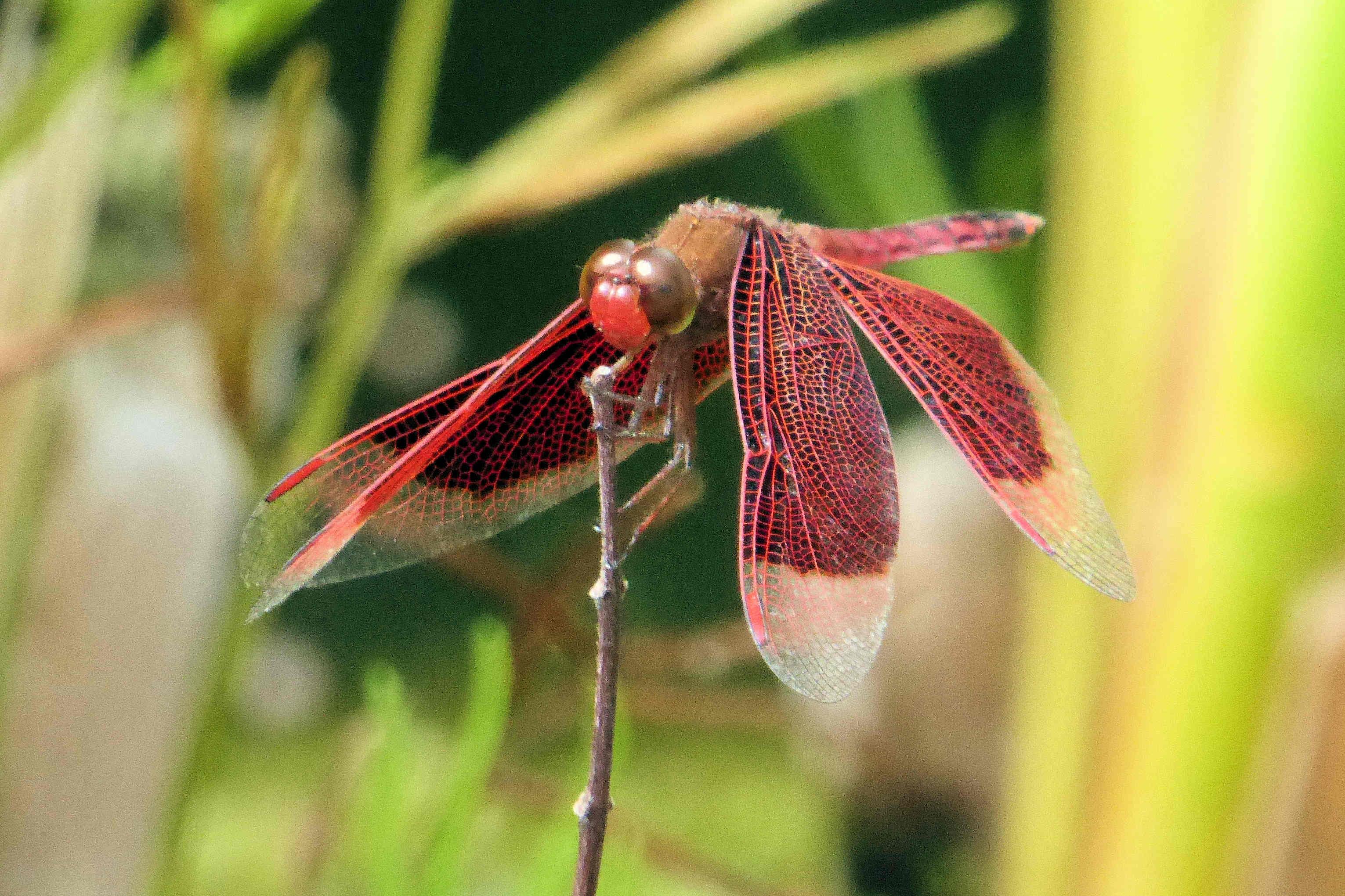 Indonesian Red Winged Dragonfly | Scrolller