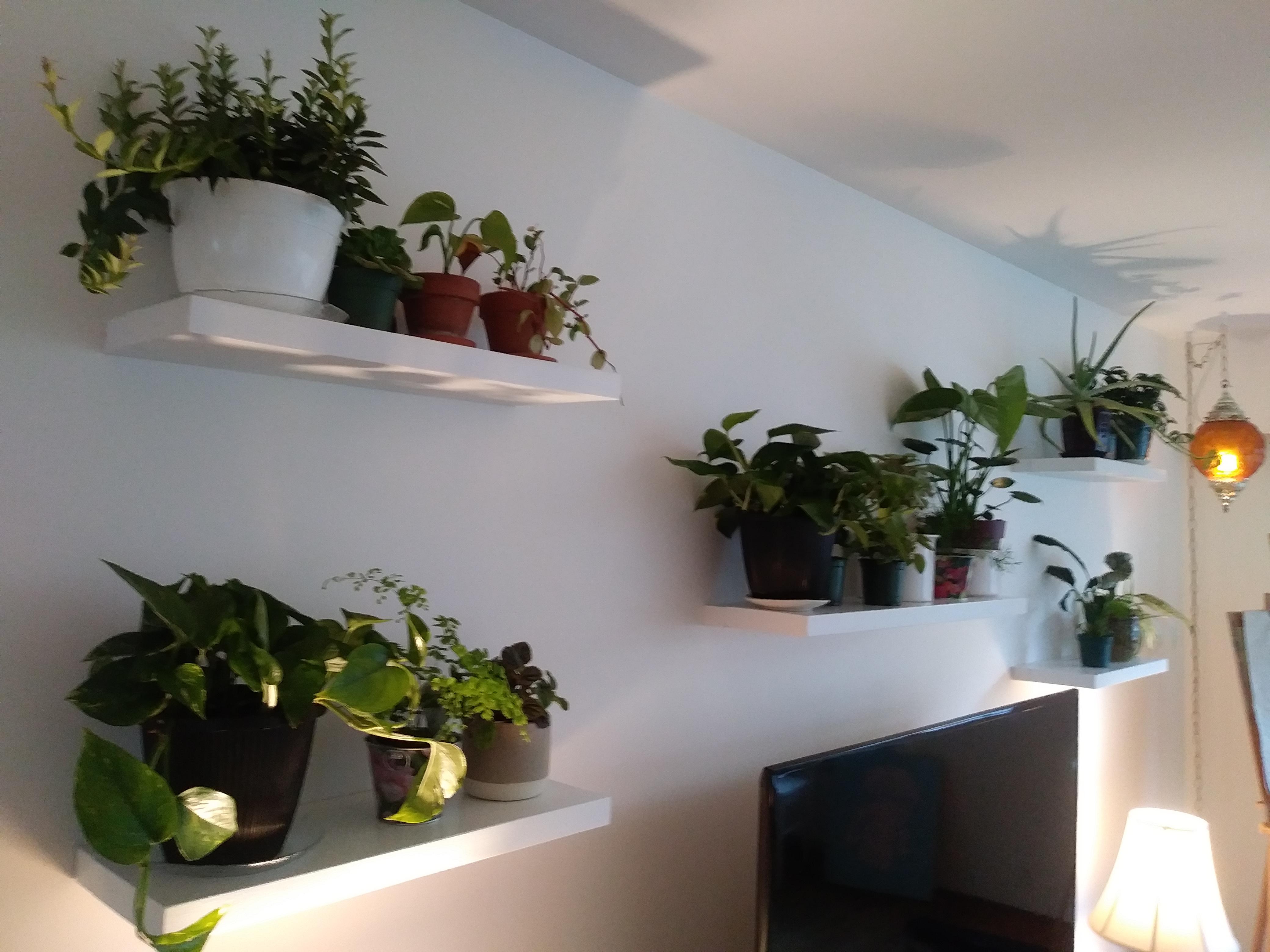 Installed floating shelves for my plant friends | Scrolller