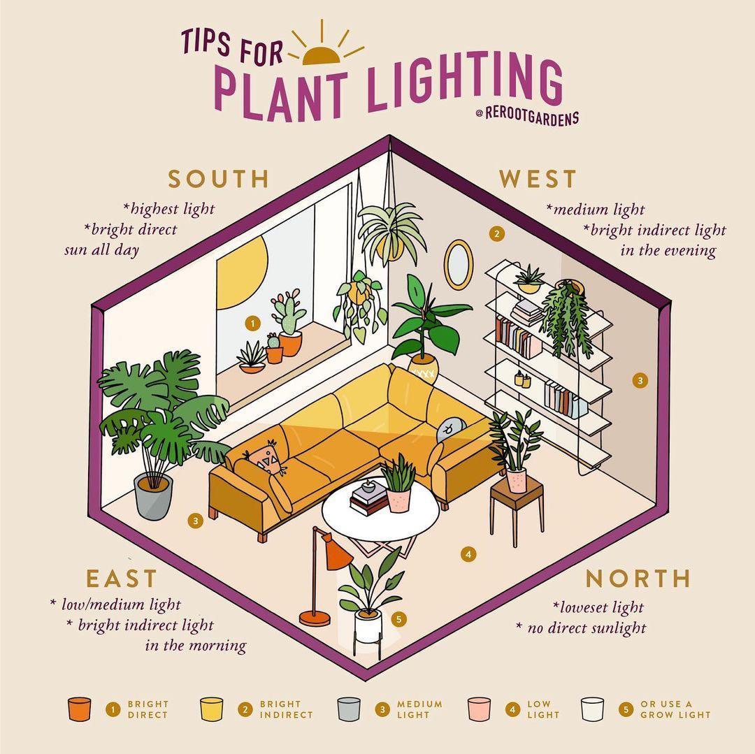 Interesting plant lighting guide | Scrolller