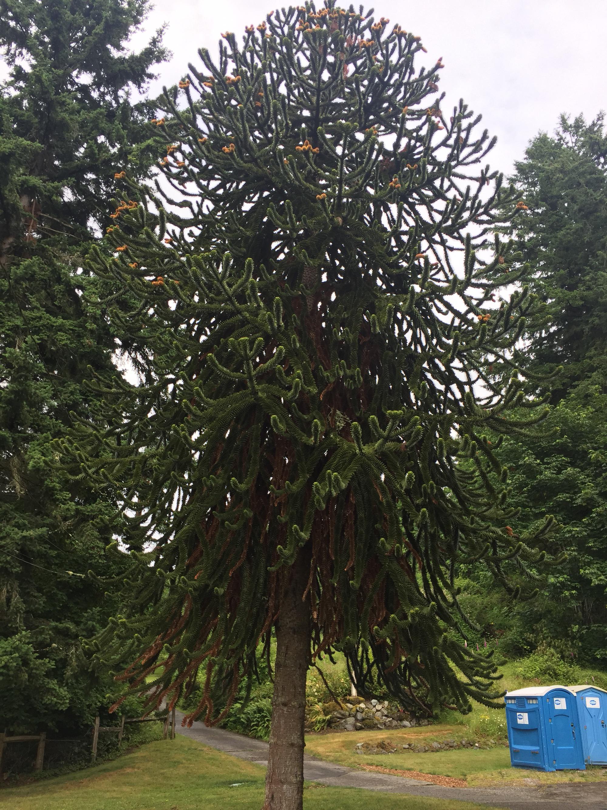 Interesting tree | Scrolller