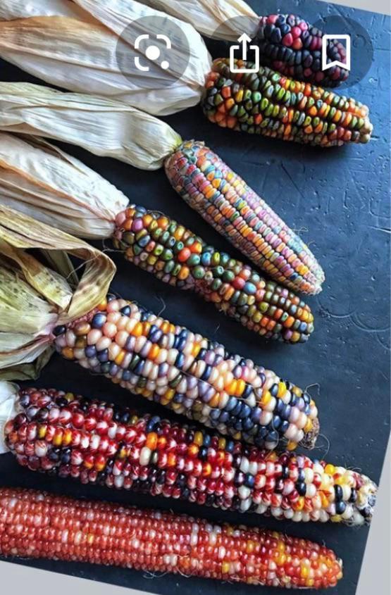 Interracial corn rubbing against each other | Scrolller