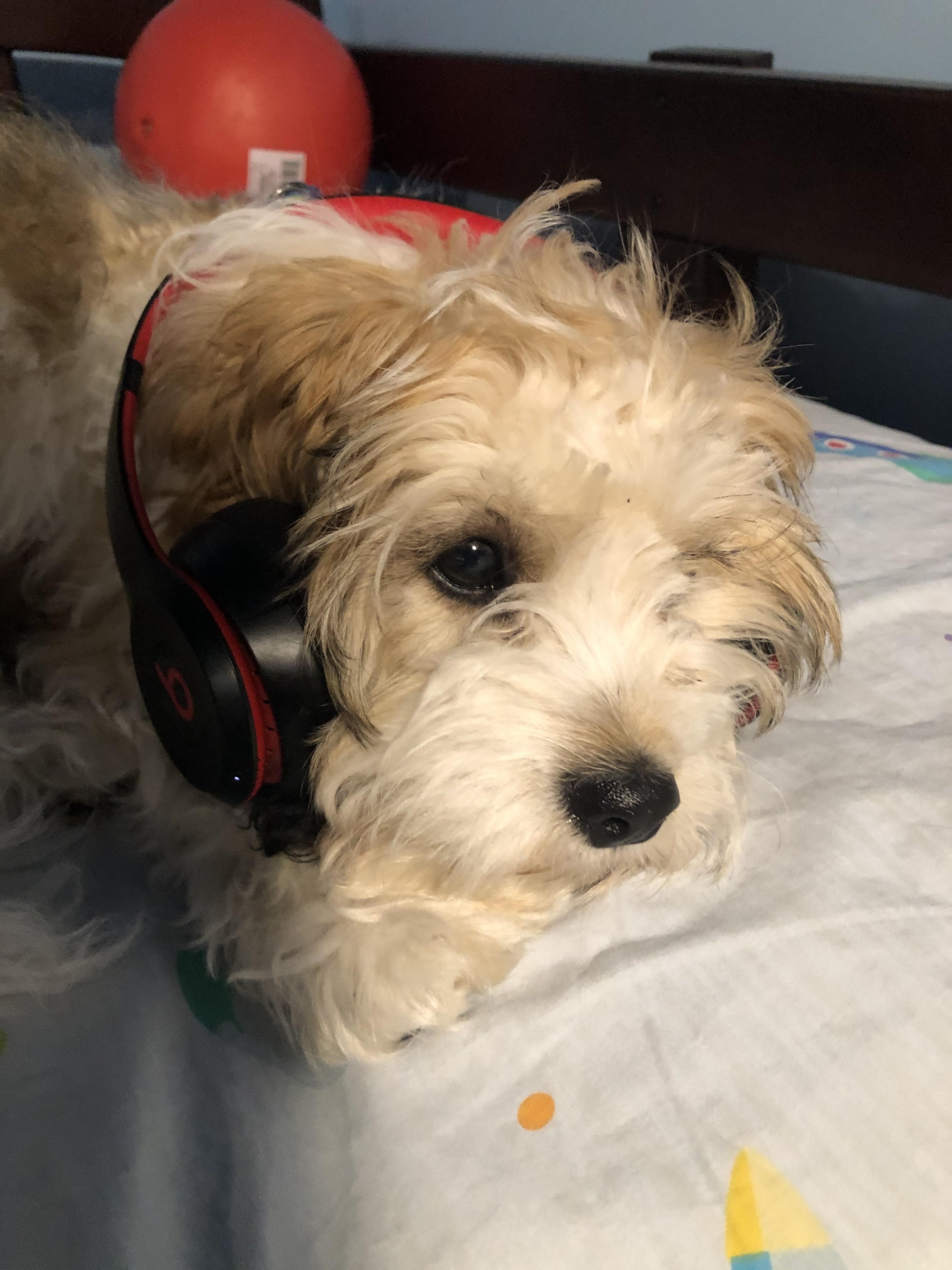 Introducing.. Prince! | Scrolller