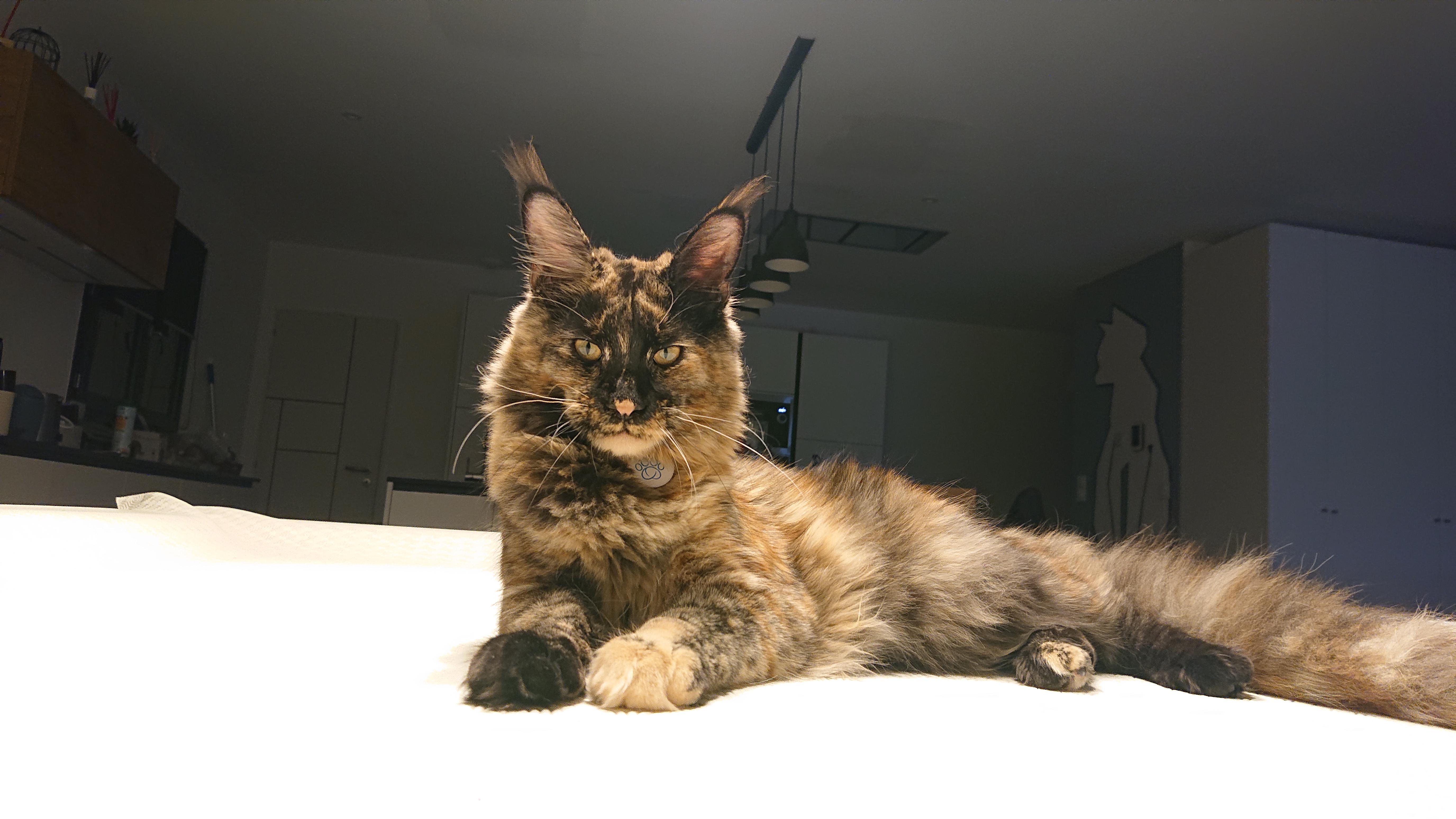 introducing to : yoda | Scrolller