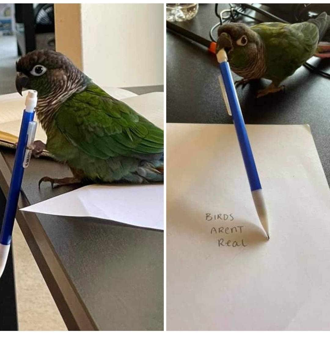 Invest in literate birb | Scrolller