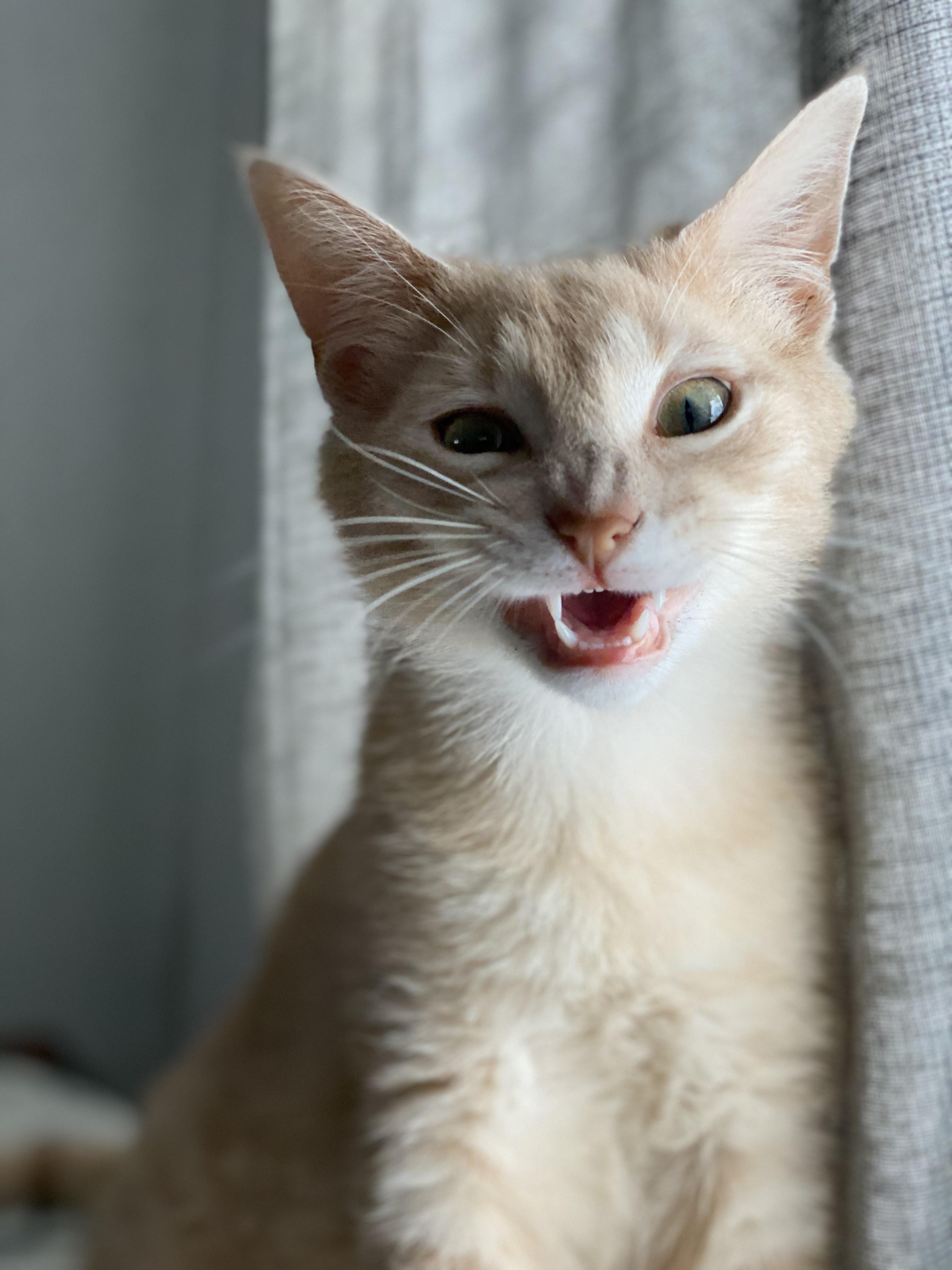 iPhone 11 Pro Max mid sneeze | Scrolller