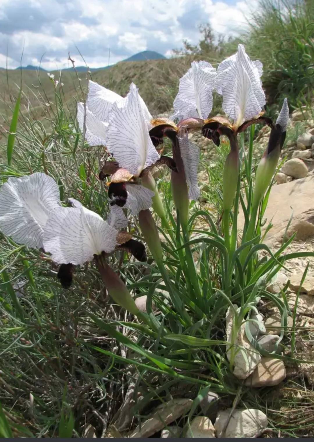Iris paradoxa. Beautiful structure. | Scrolller