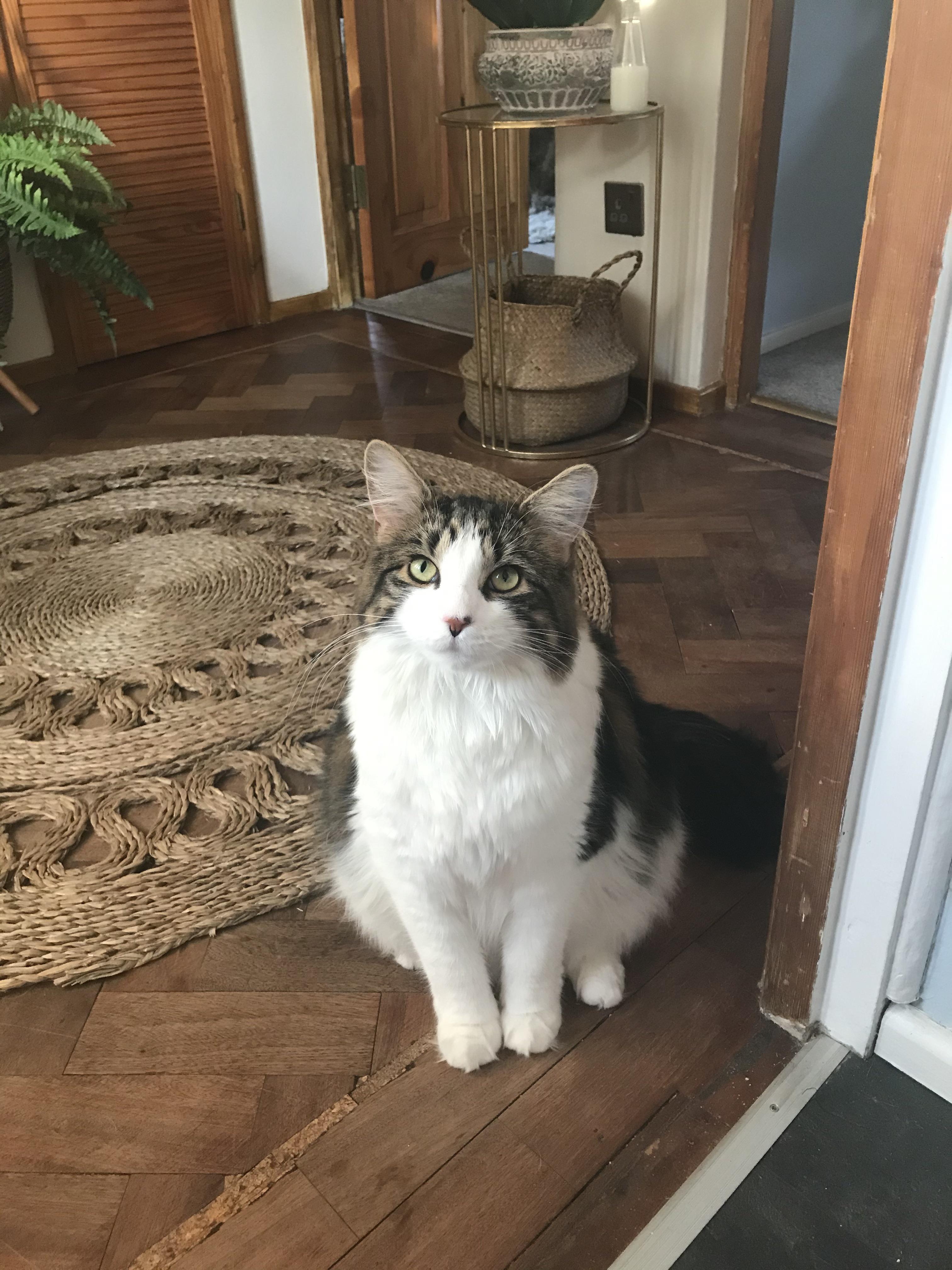Is he chonk? He’s a Maine coon mix | Scrolller
