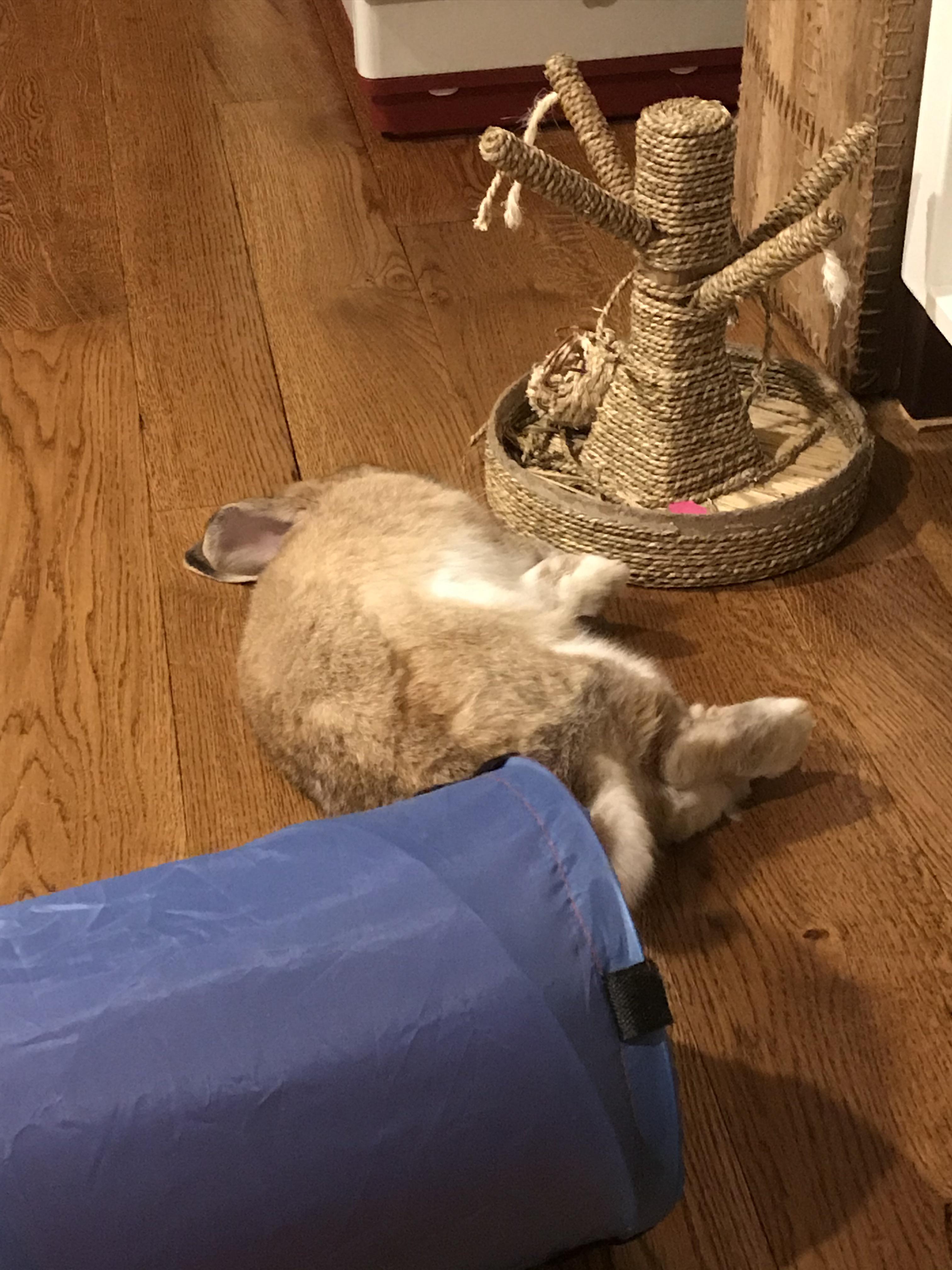 Is it alive?? | Scrolller