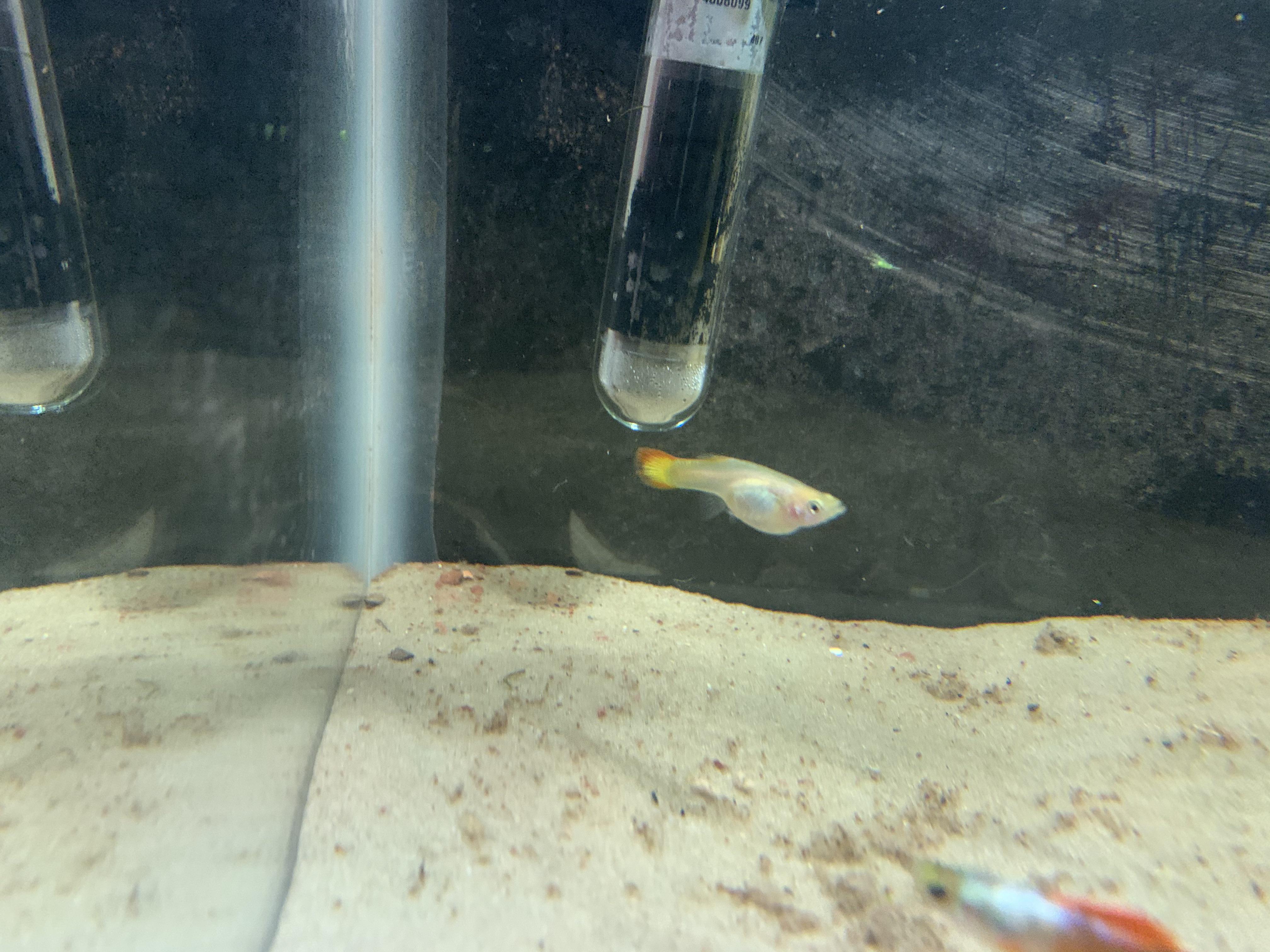 Is my female guppy about to give birth? | Scrolller