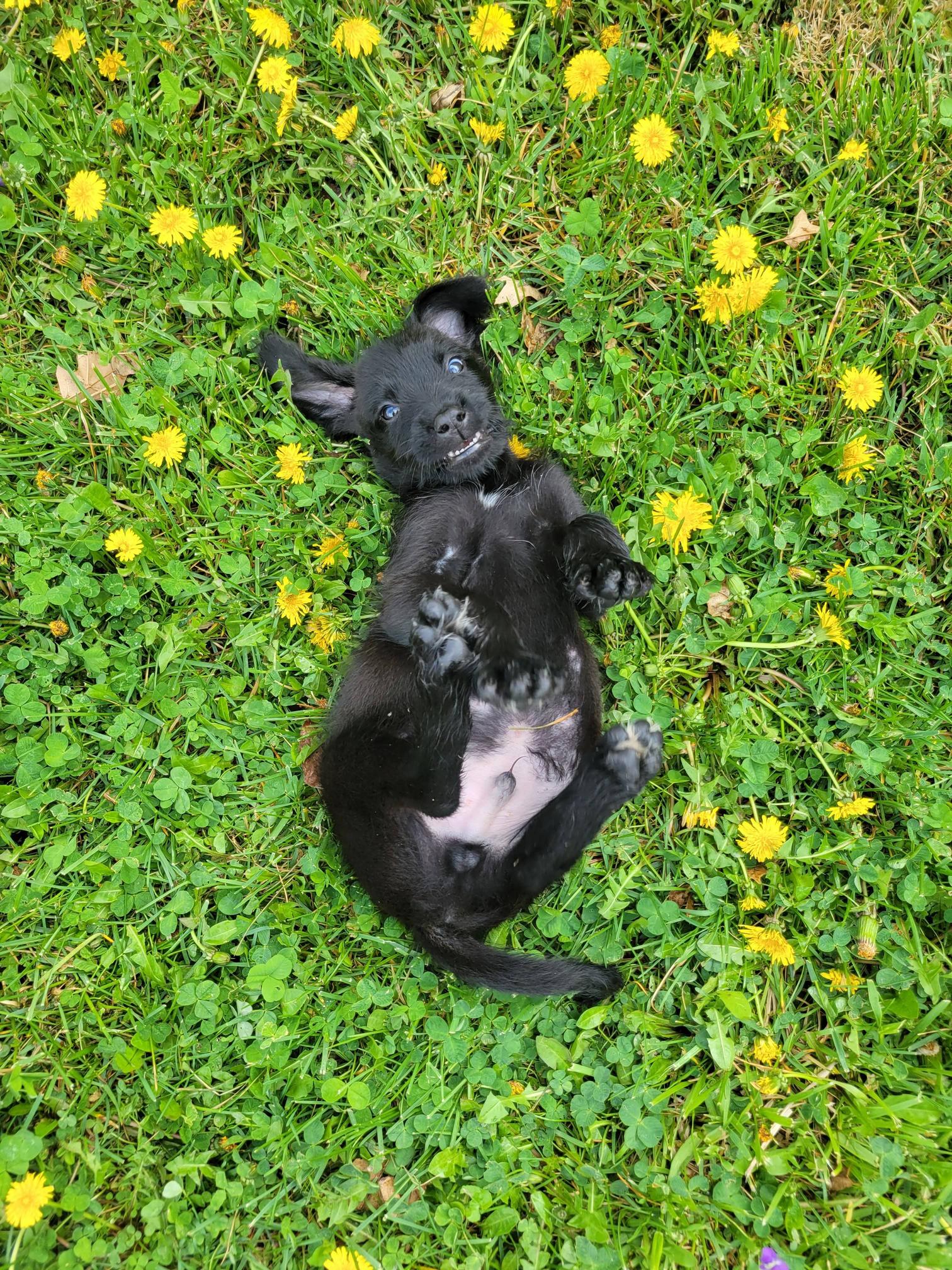 Is one pup allowed multiple derps?? | Scrolller